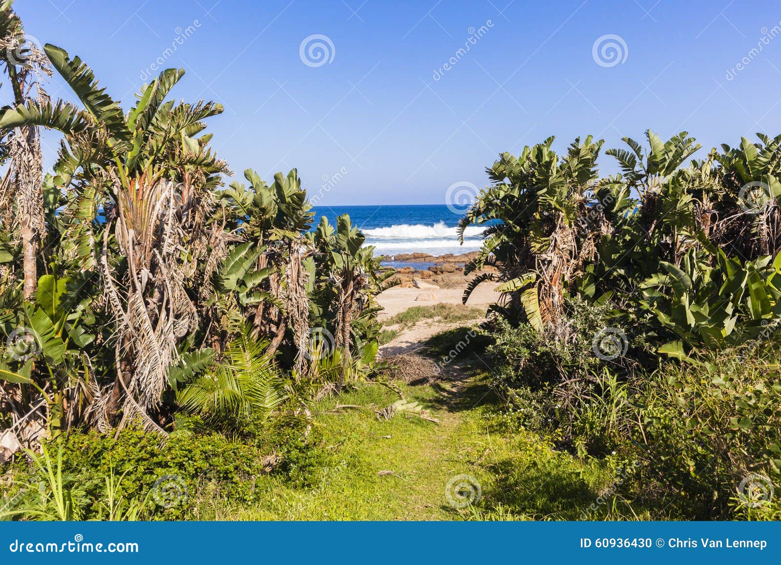 Beach Pathway Ocean stock photo. Image of scenic, coast - 60936430