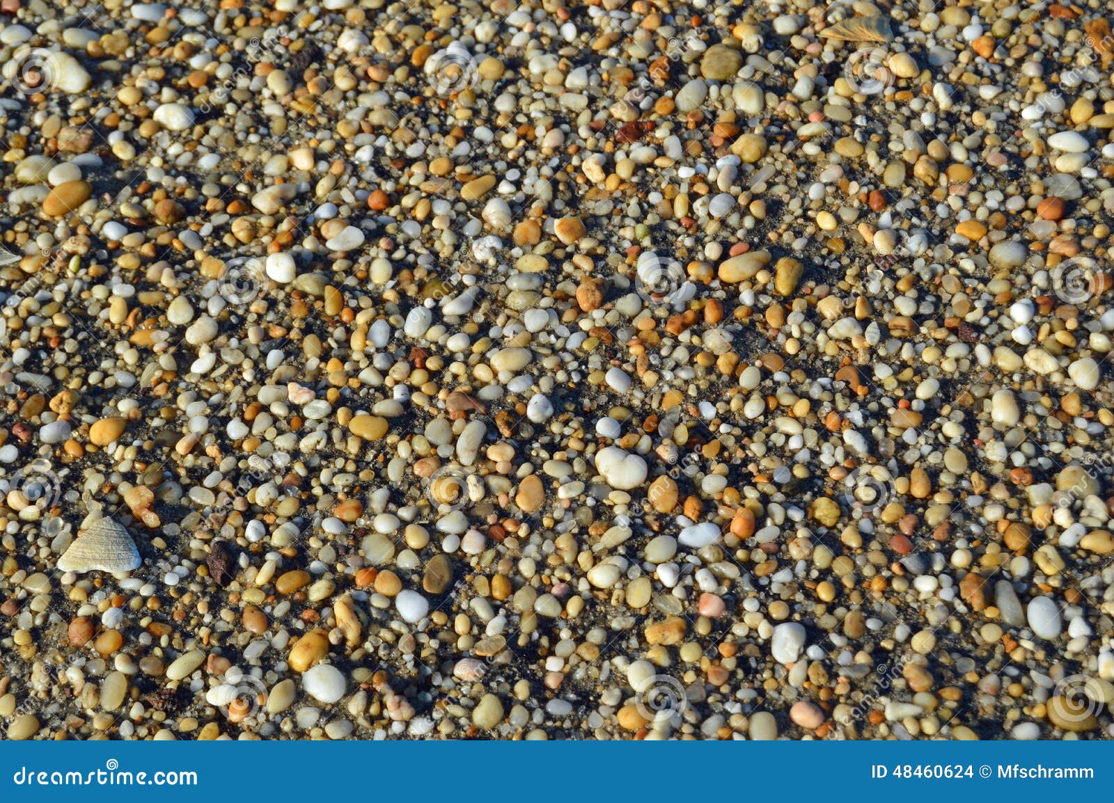Beach Pebbles stock photo. Image of rocks, shells, pebbles - 48460624