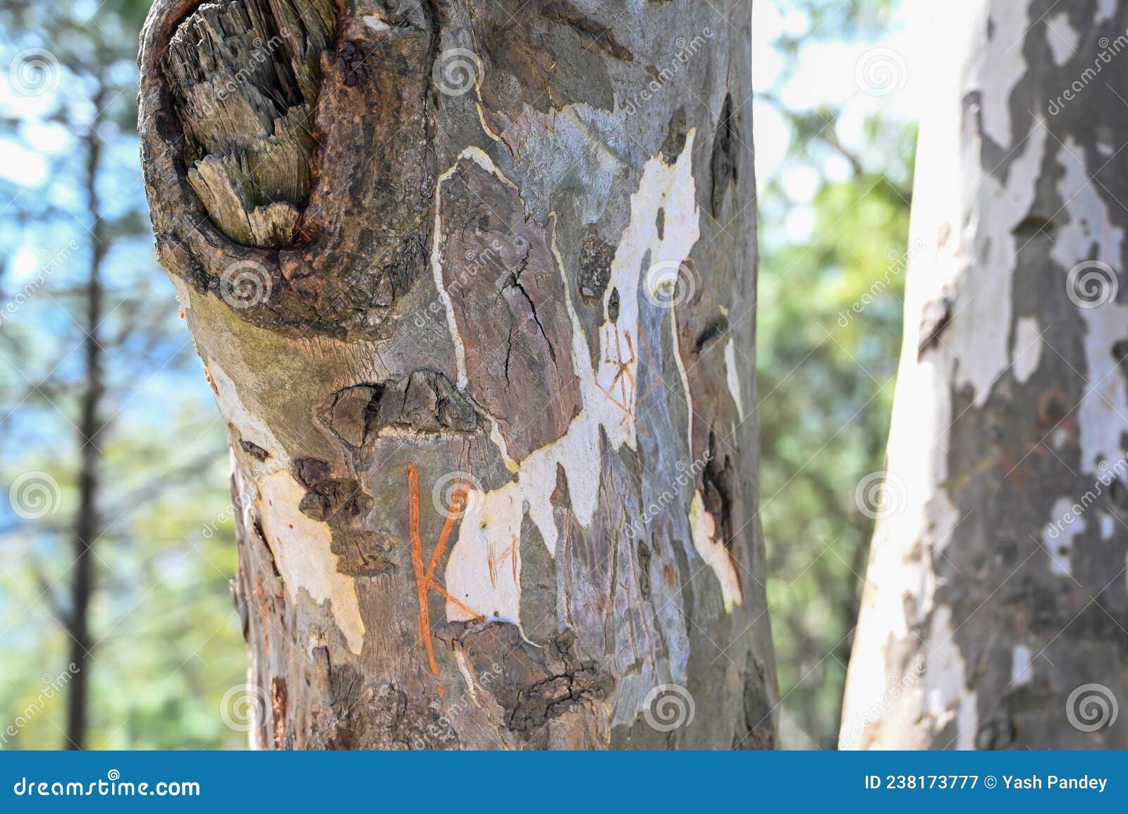 Beach Photo of Tree Branch , Photo of V Shaped Tree Stock Image - Image ...