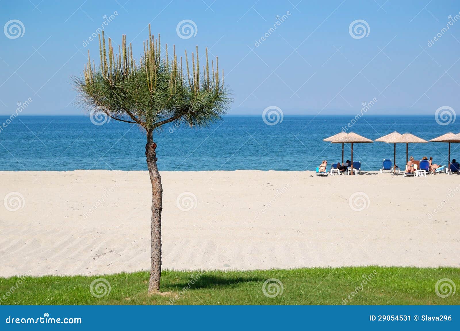 The beach with pine tree stock image. Image of outdoor - 29054531