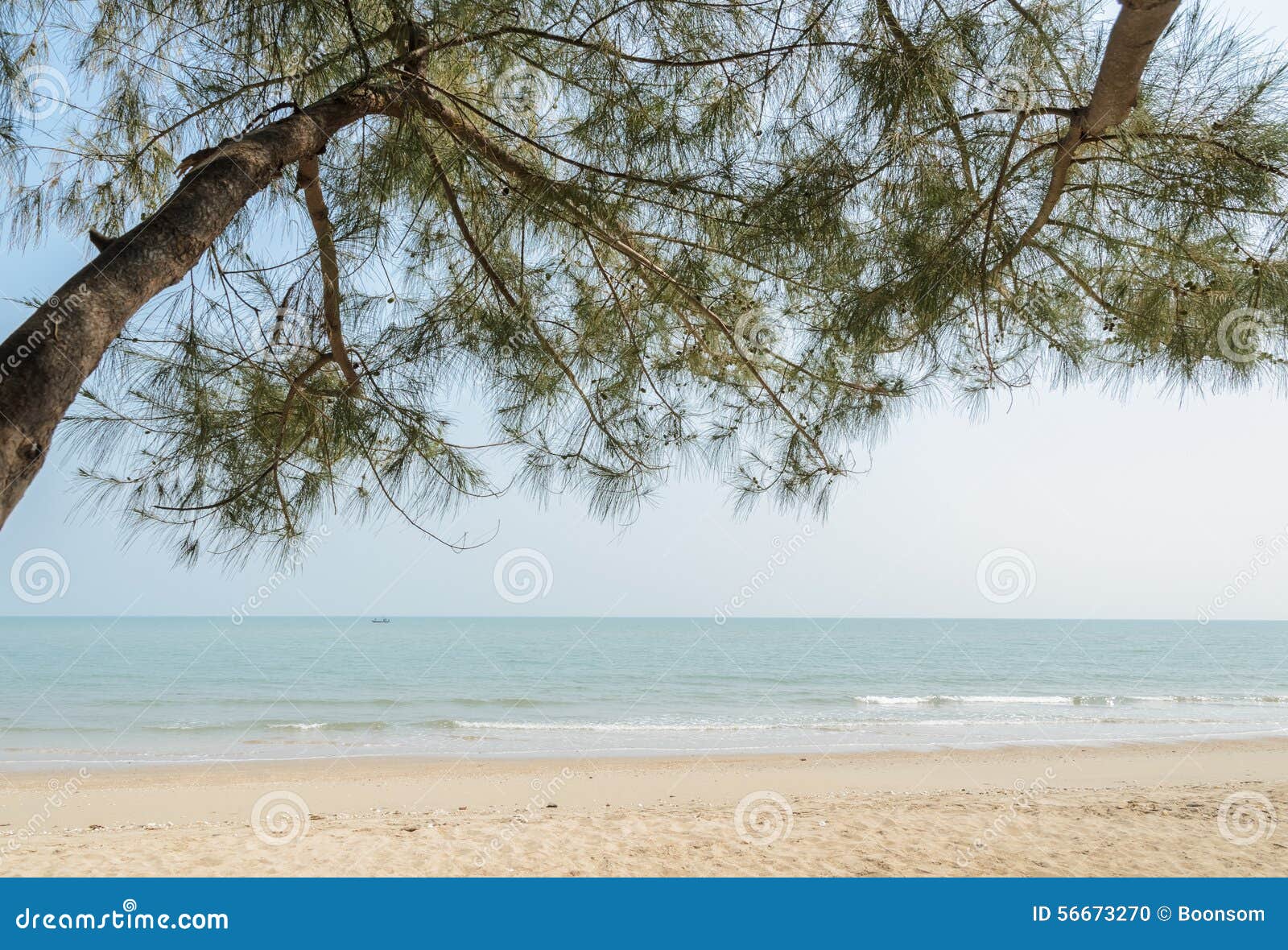 Beach with pine tree stock photo. Image of pine, leaf - 56673270