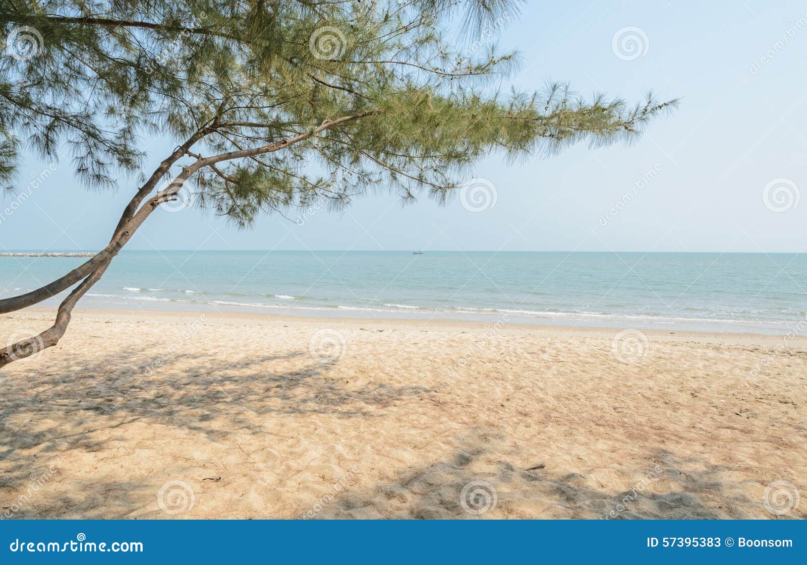 Beach with pine tree stock image. Image of horizon, blue - 57395383