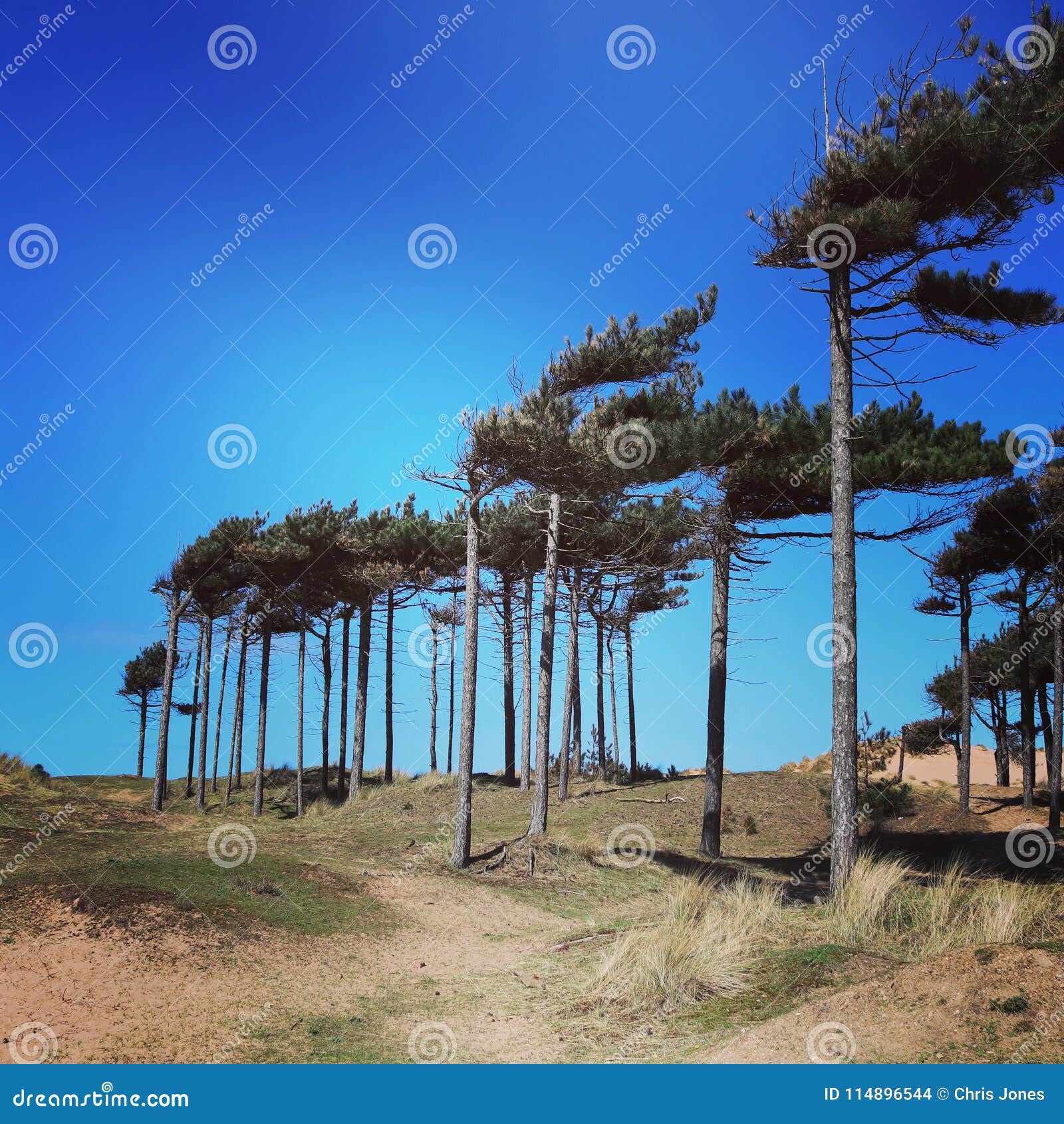 Beach Pines stock photo. Image of sand, english, scene - 114896544