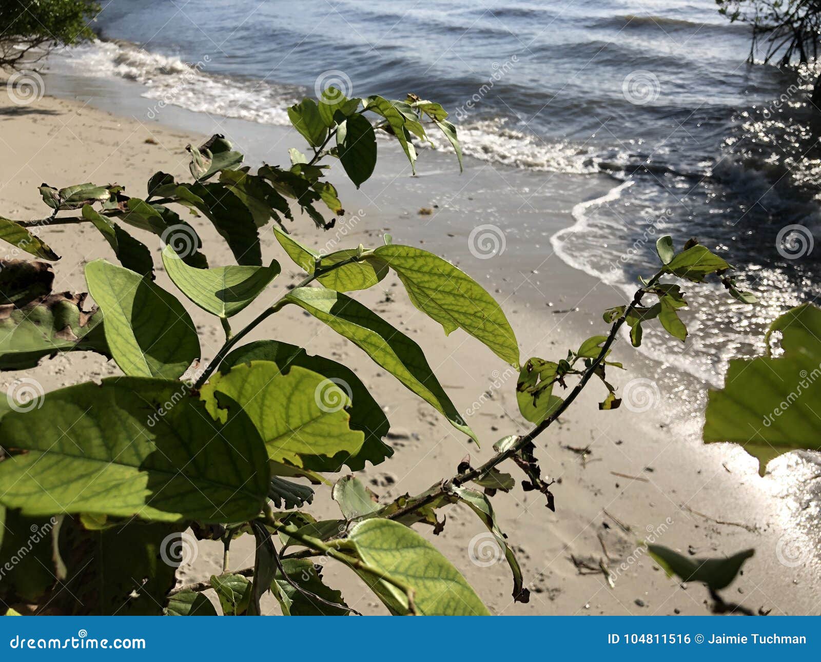 Sea Grape Leaf and Ocean on the Beach Stock Photo - Image of rock ...