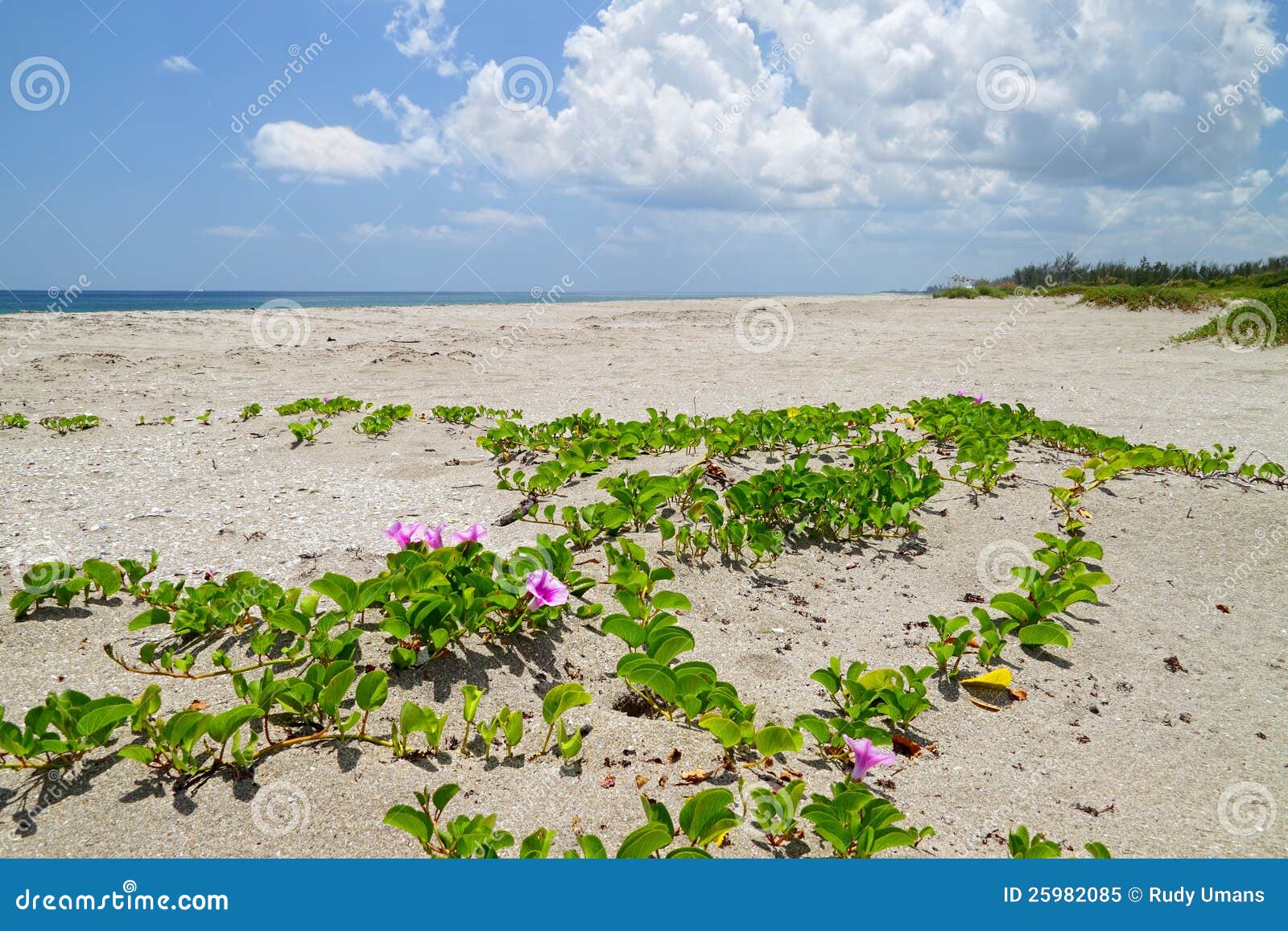 Beach with Railroad Vine stock image. Image of glory - 25982085