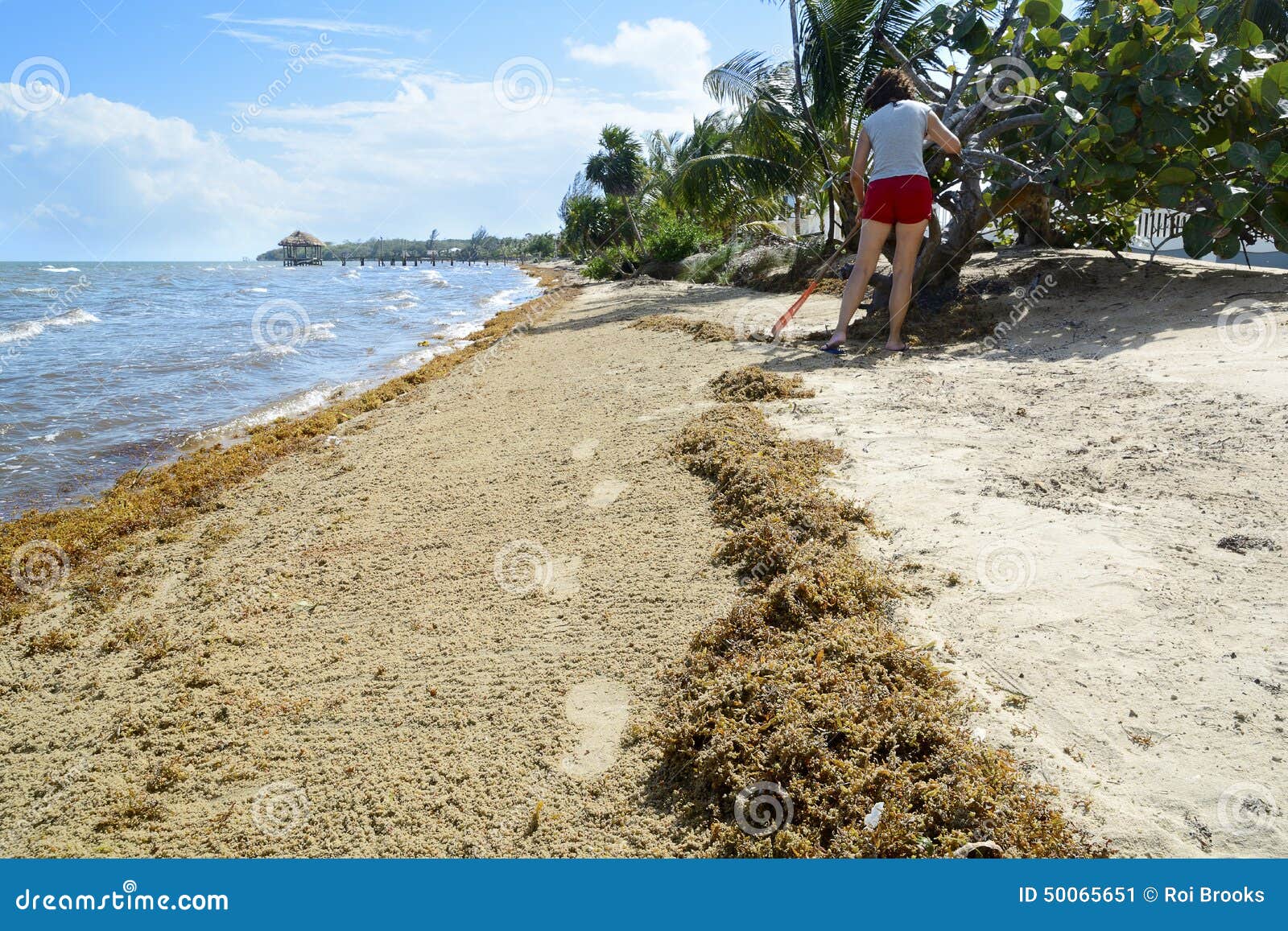 Beach Raking stock image. Image of belize, sand, chores - 50065651