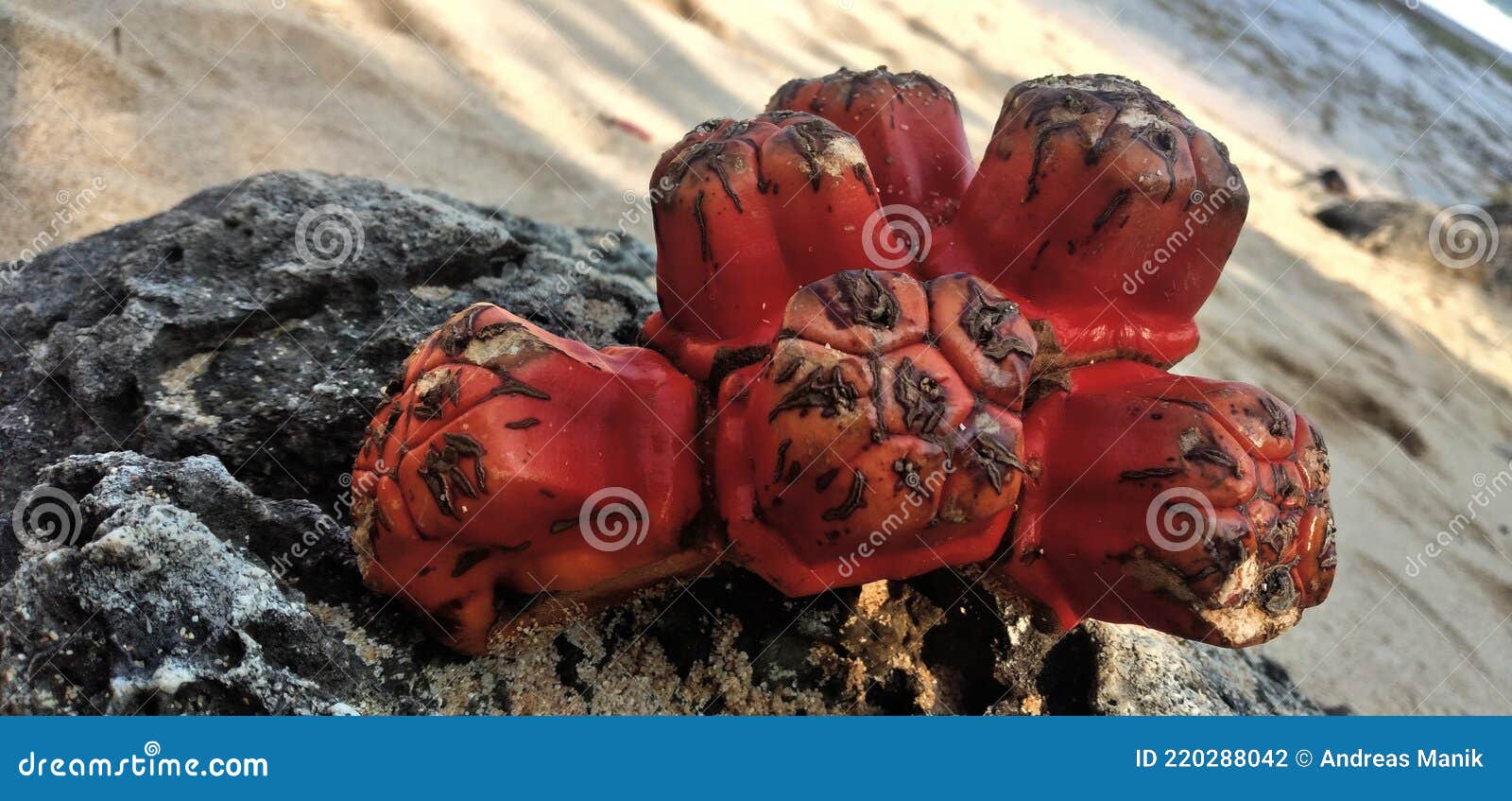 Beach red thing fruits stock photo. Image of beach, dish - 220288042