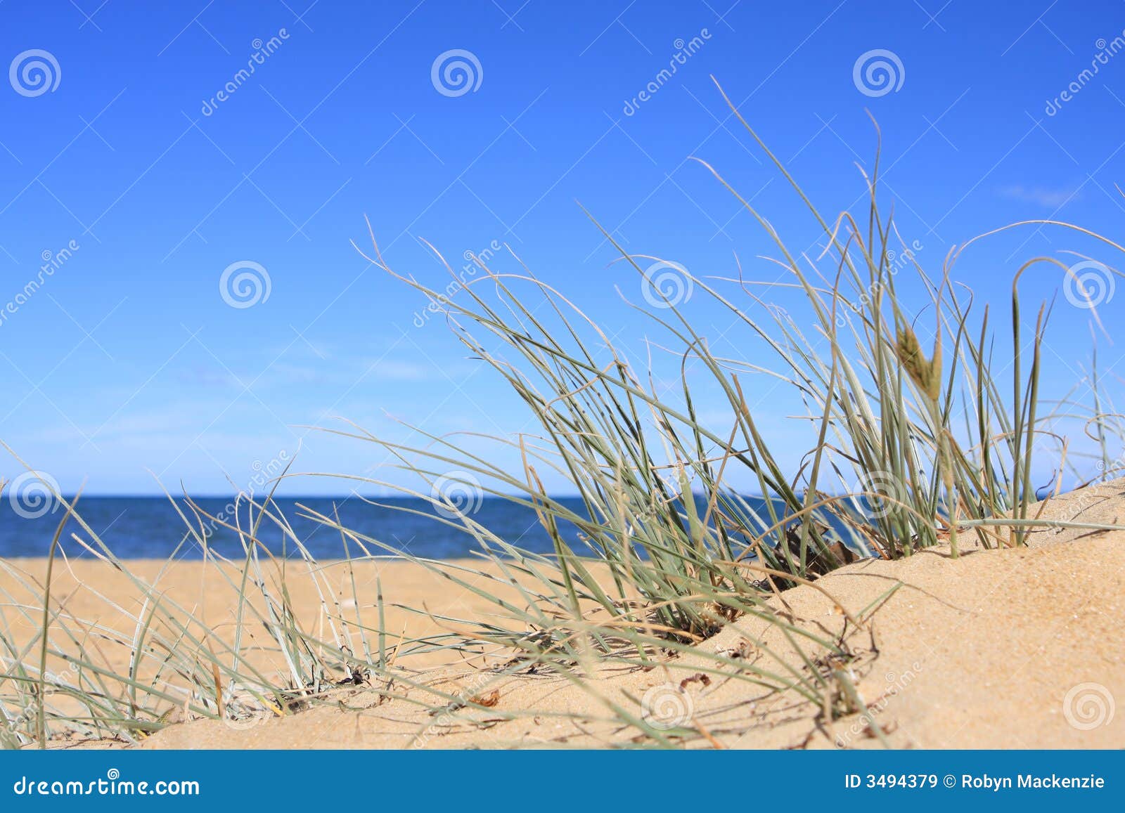 Beach Reeds stock image. Image of nature, reeds, sand - 3494379