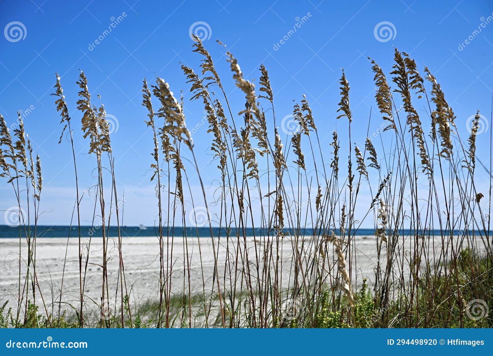 Beach through Reeds stock photo. Image of wind, blown - 294498920