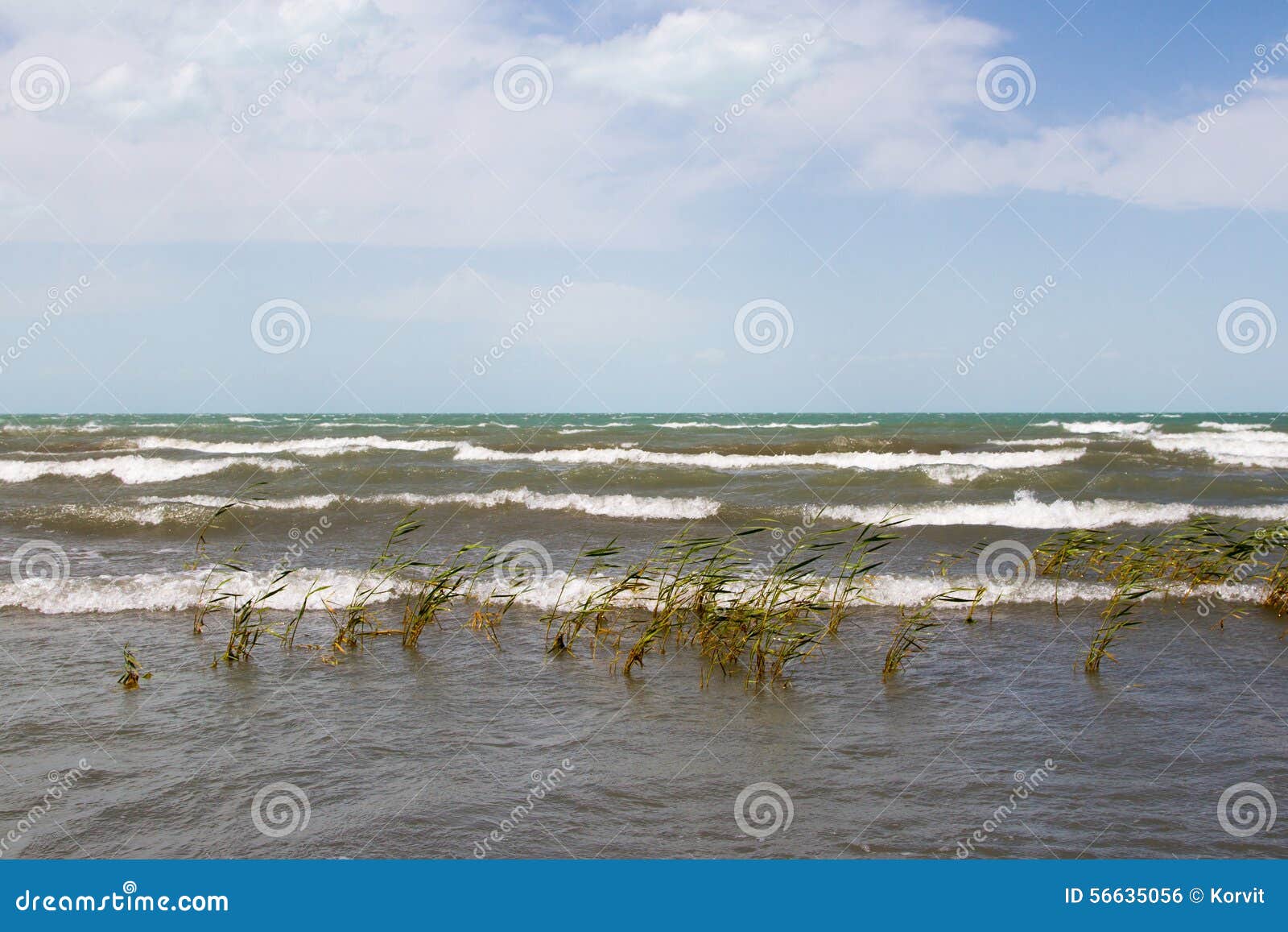 Beach with reeds stock photo. Image of people, horizon - 56635056