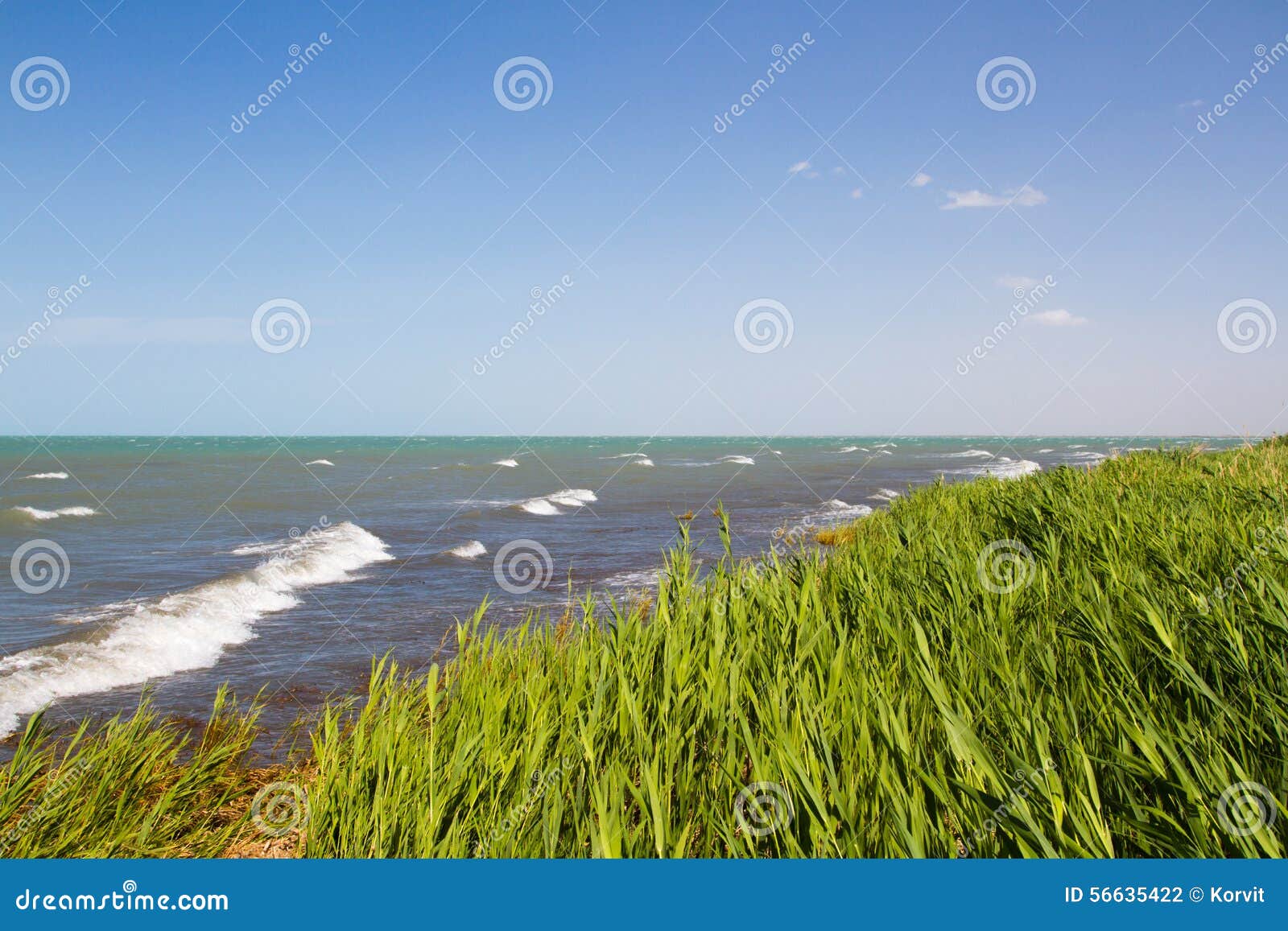 Beach with reeds stock photo. Image of beaches, grass - 56635422