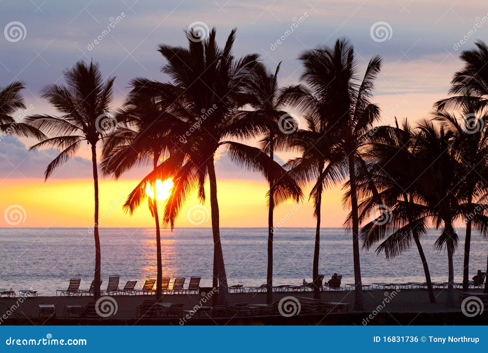 Beach Resort Sunset stock photo. Image of chairs, trees - 16831736