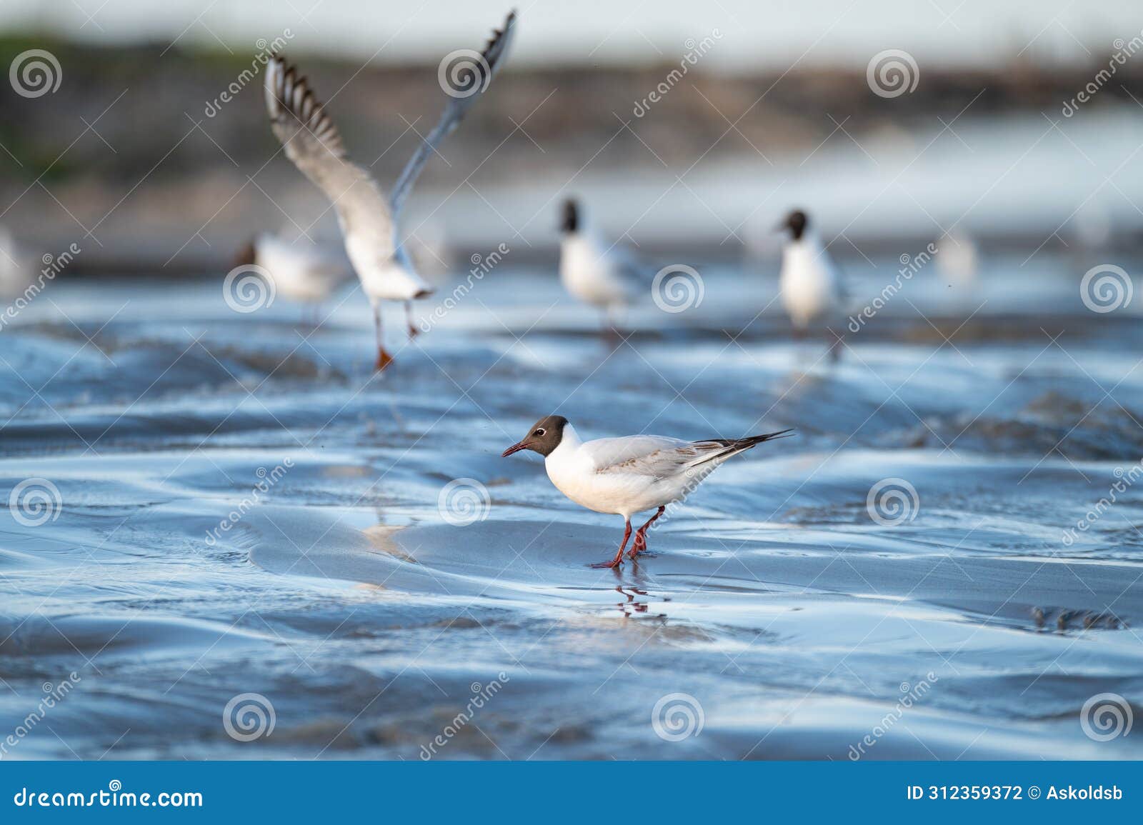 Beach Restoration Using a Sand Transfer System, Seagulls on the Freshly ...