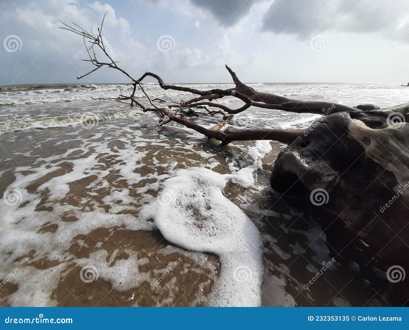 Beach Rock and Tree branch stock image. Image of freezing - 232353135