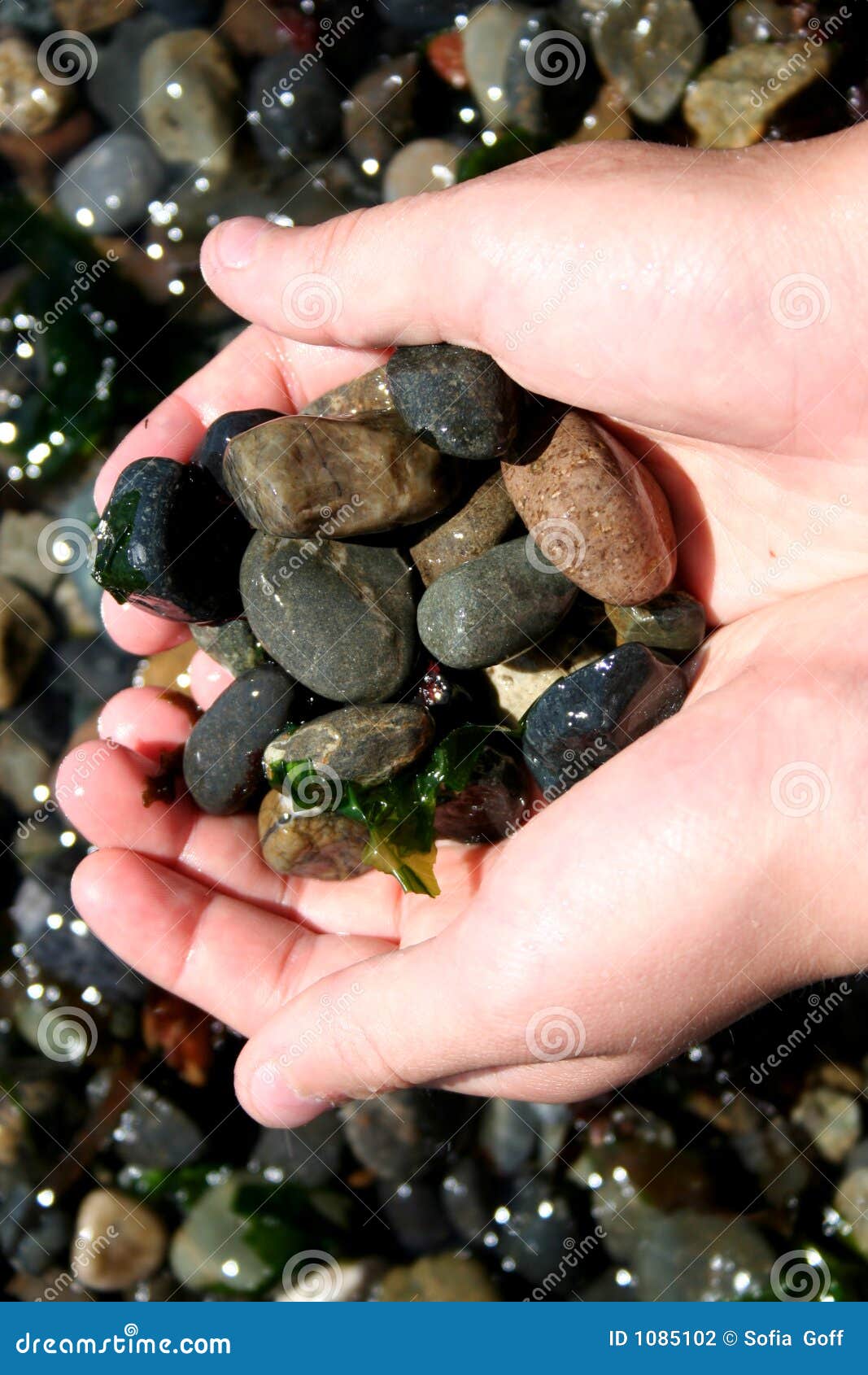 Beach Rocks stock photo. Image of hands, beach, tide, puget - 1085102