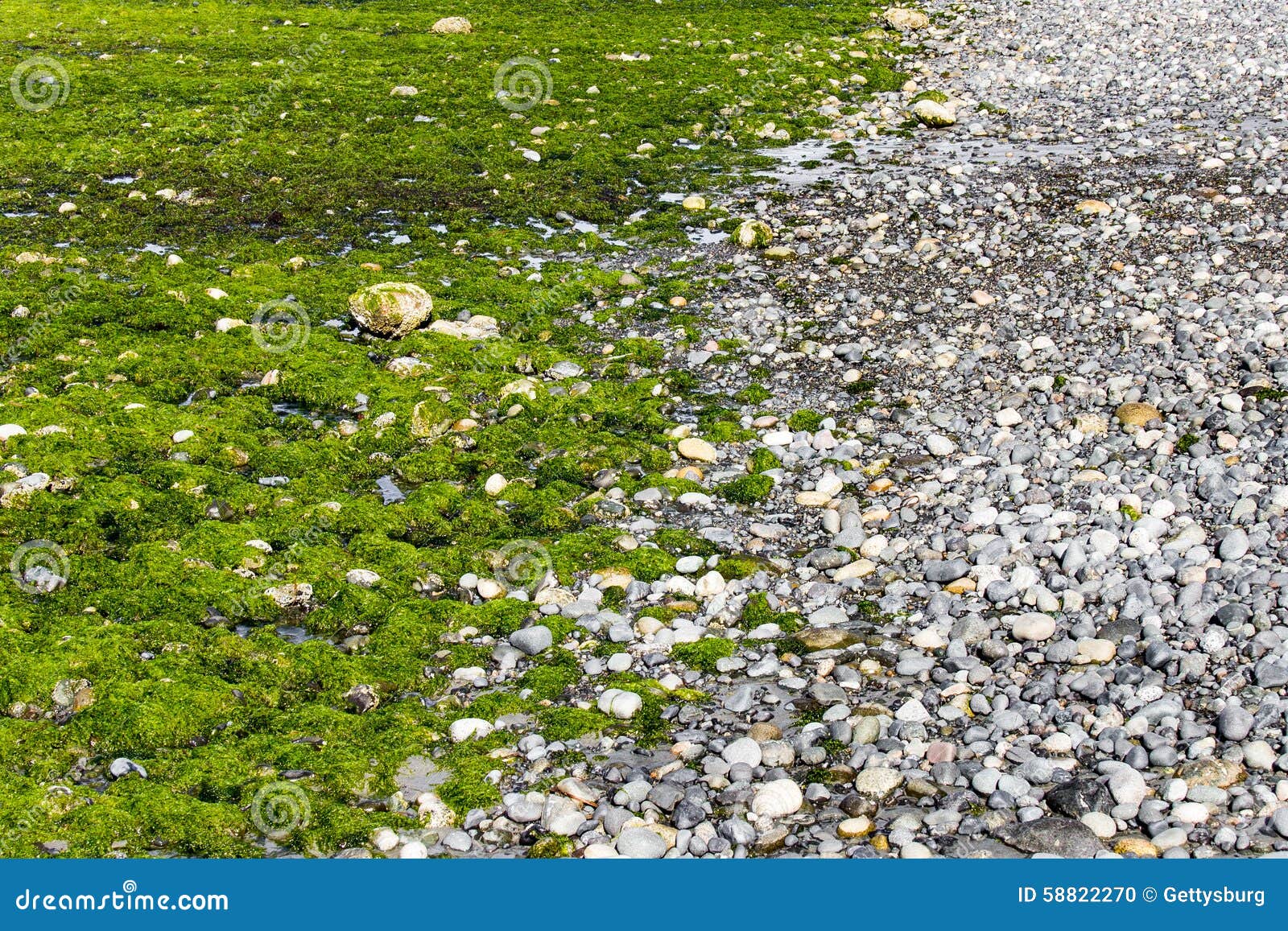 Beach Rocks Fluorescent Seaweed Stock Photo - Image of water, diagonal ...