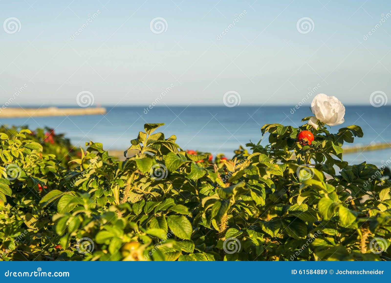 Beach Rose Flower at the Baltic Sea Stock Image - Image of native ...