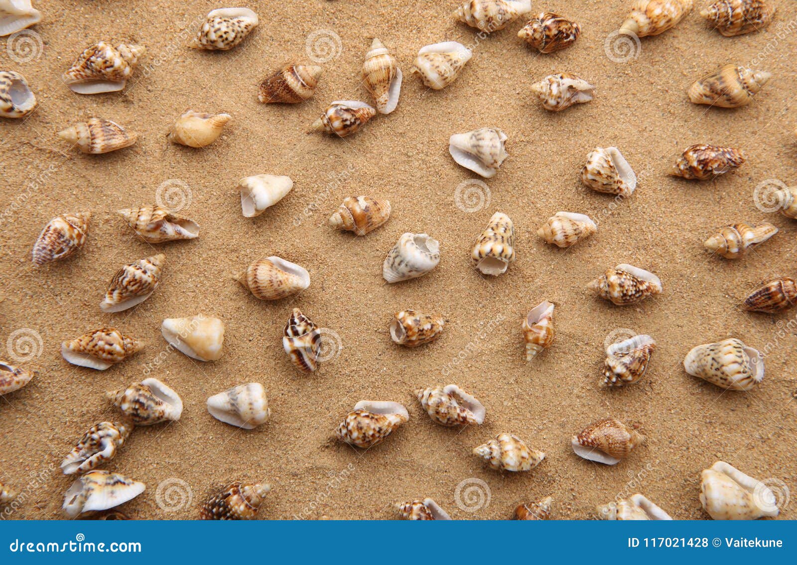 Beach Sand Background with Tiny Sea Shells. Stock Photo - Image of ...