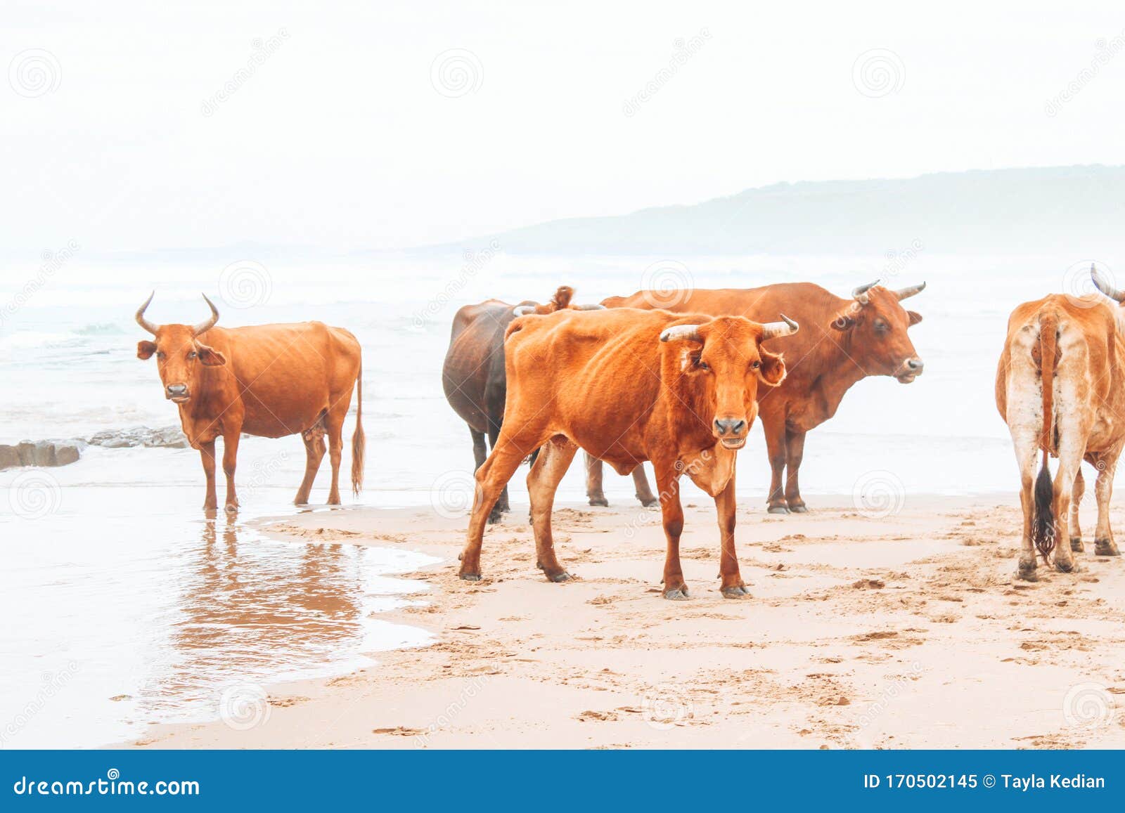 Nguni Cow stock image. Image of sand, brown, nguni, beach - 170502145