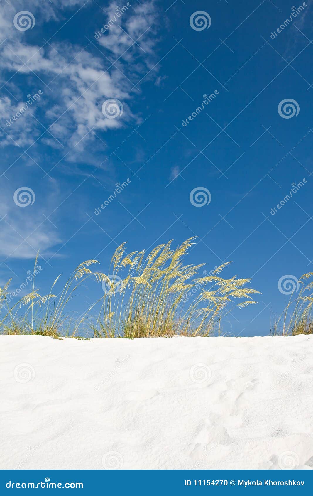 Beach sand dune grasses stock photo. Image of coast, dune - 11154270