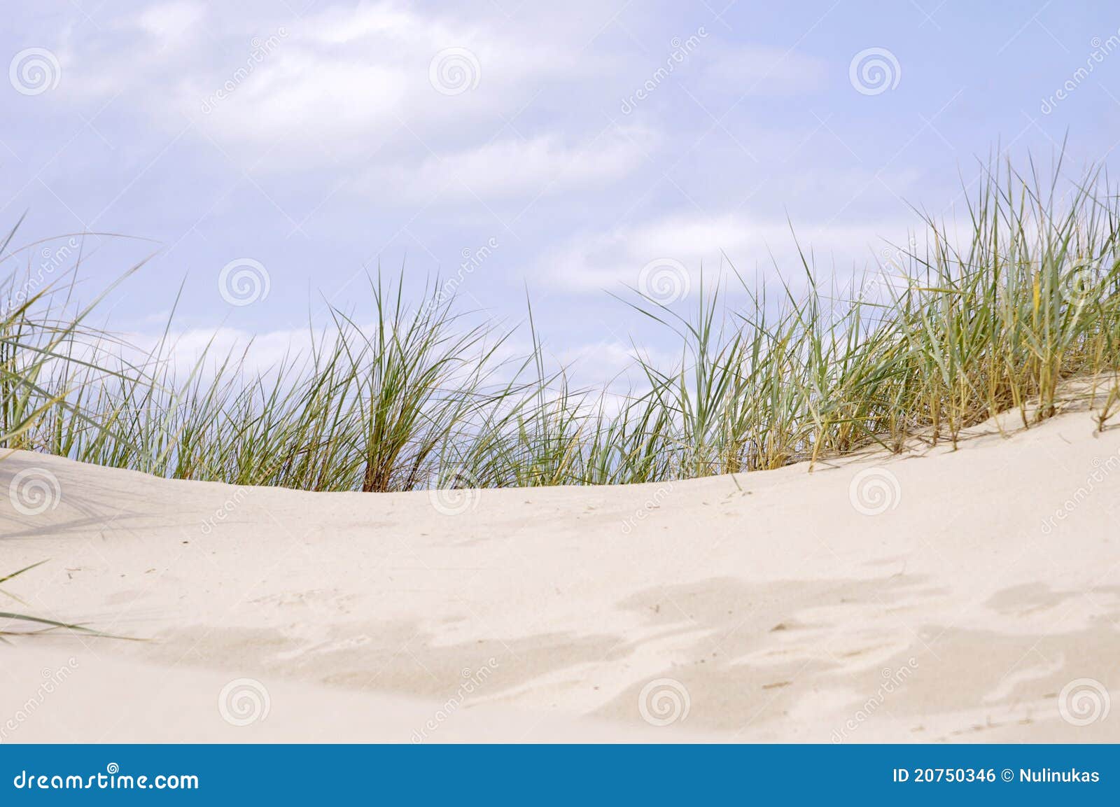 Beach sand dune grasses stock photo. Image of sunny, scenic - 20750346