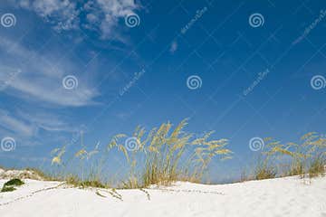 Beach Sand Dune with Grasses and Cane Stock Photo - Image of resort ...