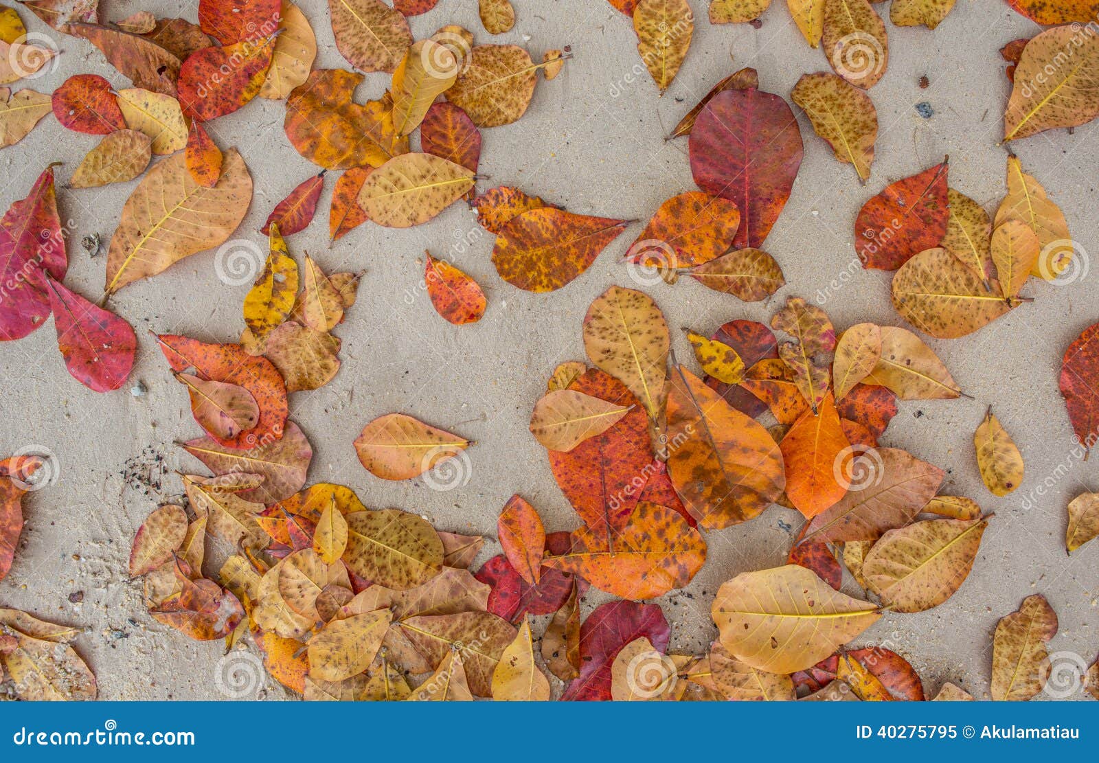 Beach Sand and Leave stock image. Image of shells, nature - 40275795