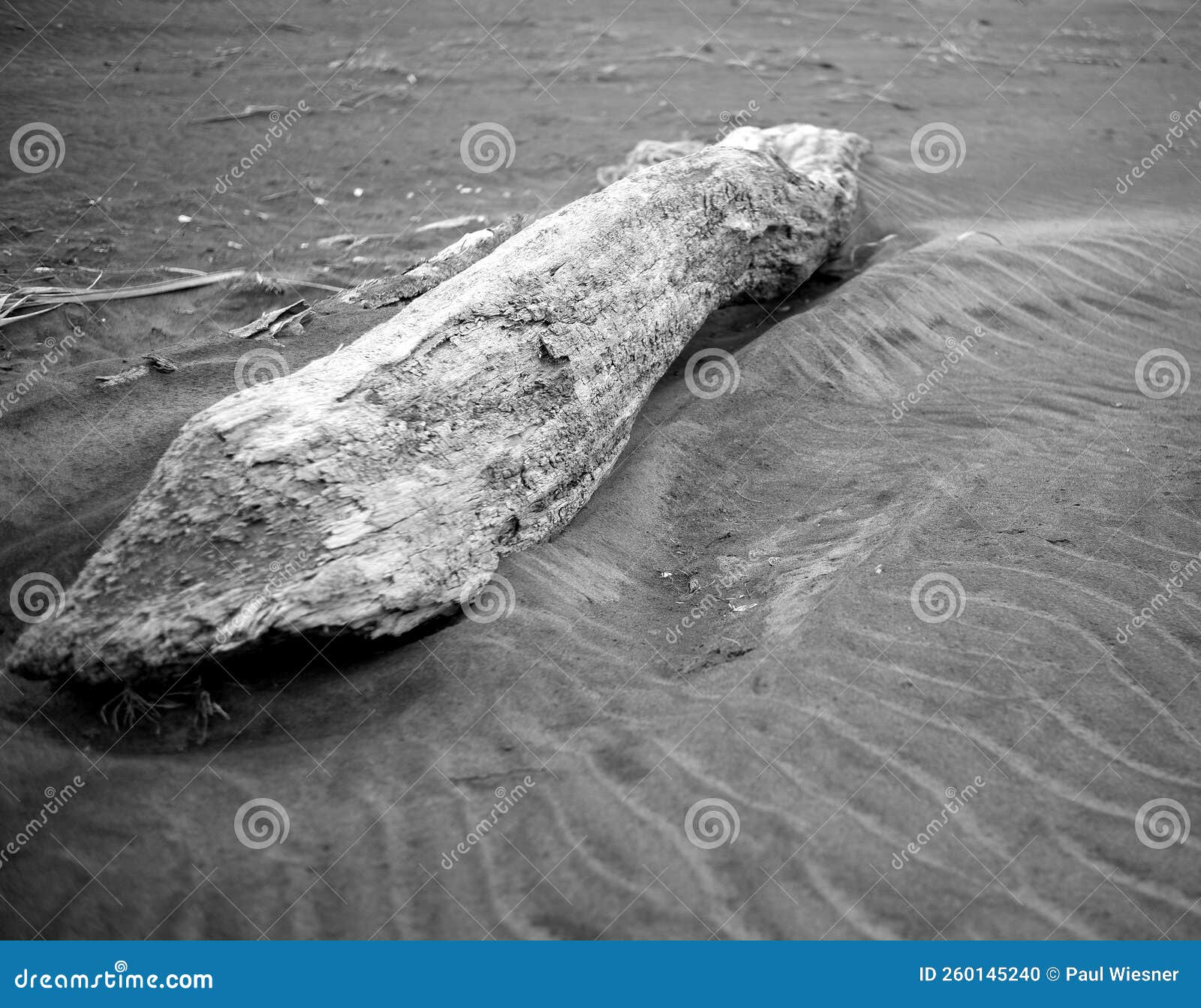 Beach Sand Log Black and White Stock Photo - Image of white, black ...