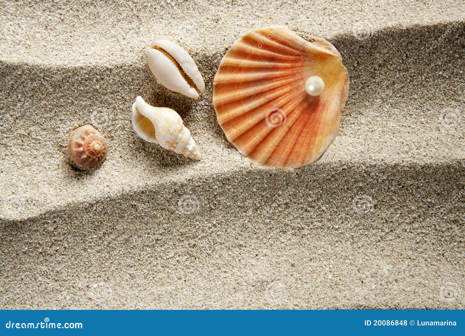 Beach Sand Pearl Shell Summer Vacation Stock Photo - Image of coast ...