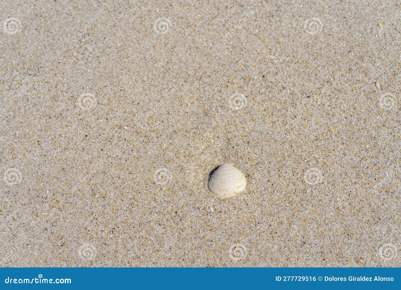 Beach sand and shell stock photo. Image of ocean, desert - 277729516