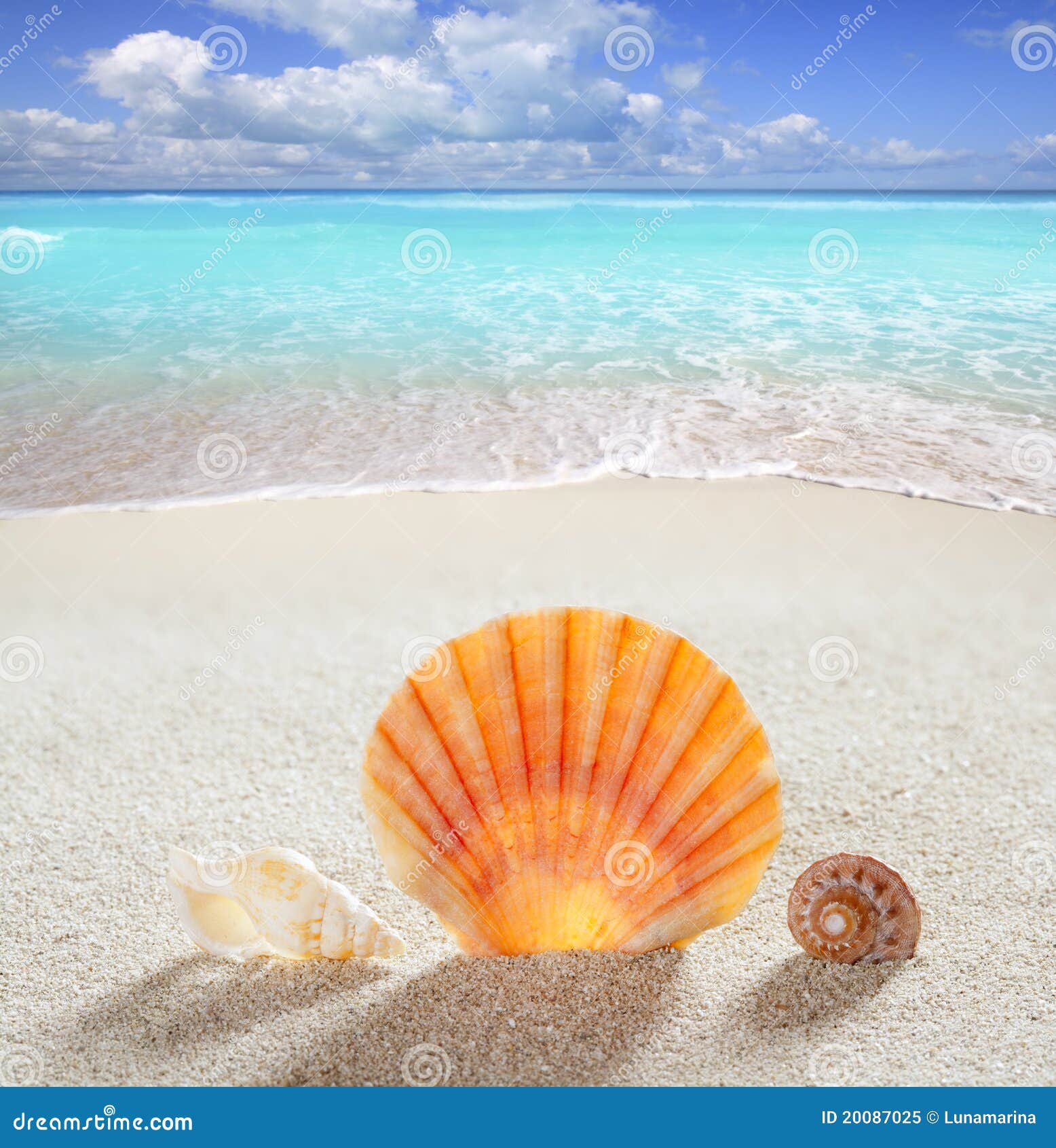 Beach Sand Shell Tropical Perfect Summer Vacation Stock Image - Image ...