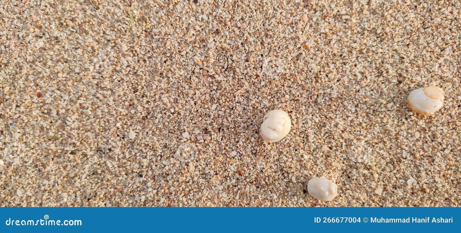 Beach Sand with Shells. Cute and Clean Stock Photo - Image of pattern ...