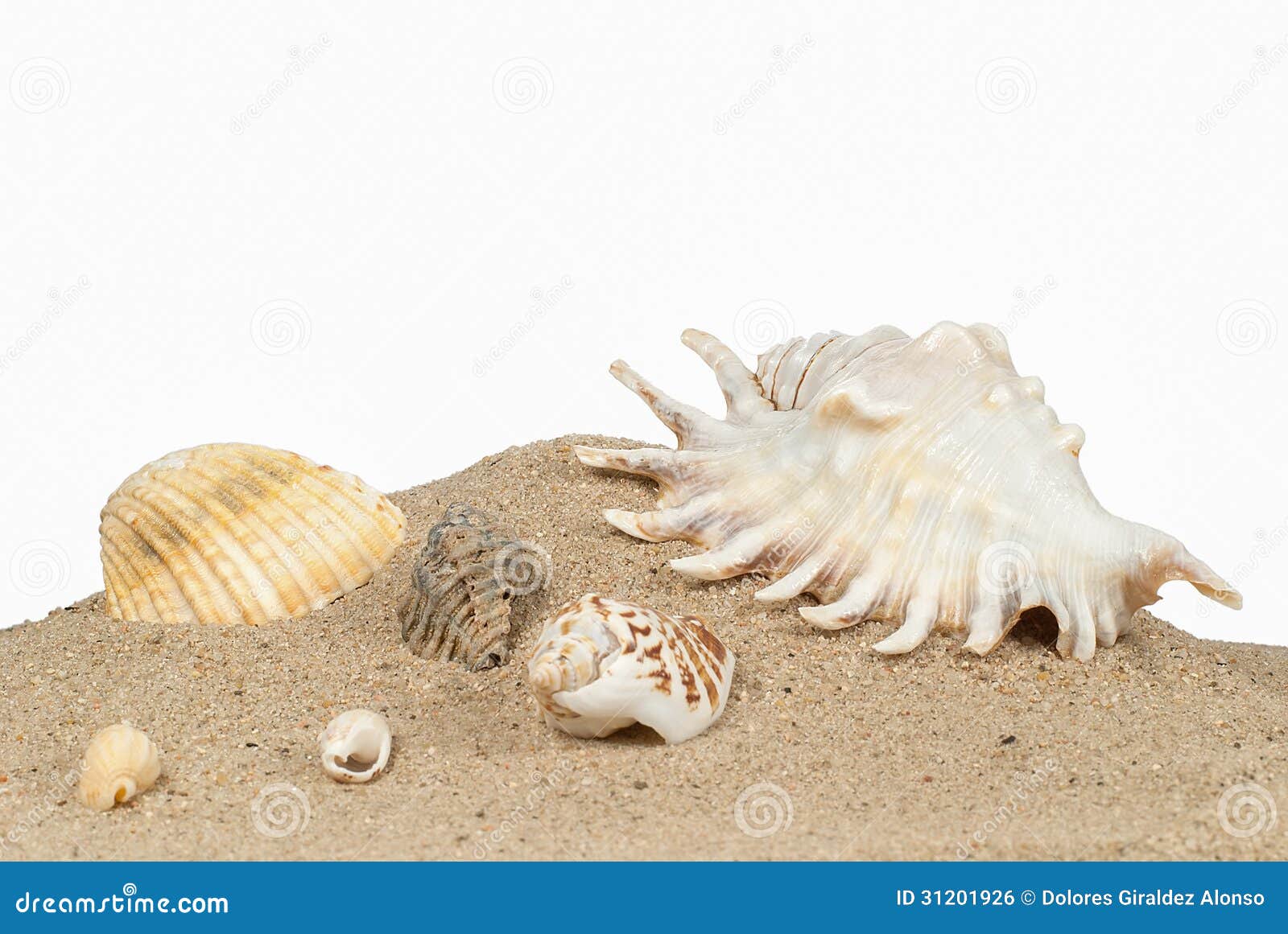 Beach with sand and shells stock photo. Image of heap - 31201926