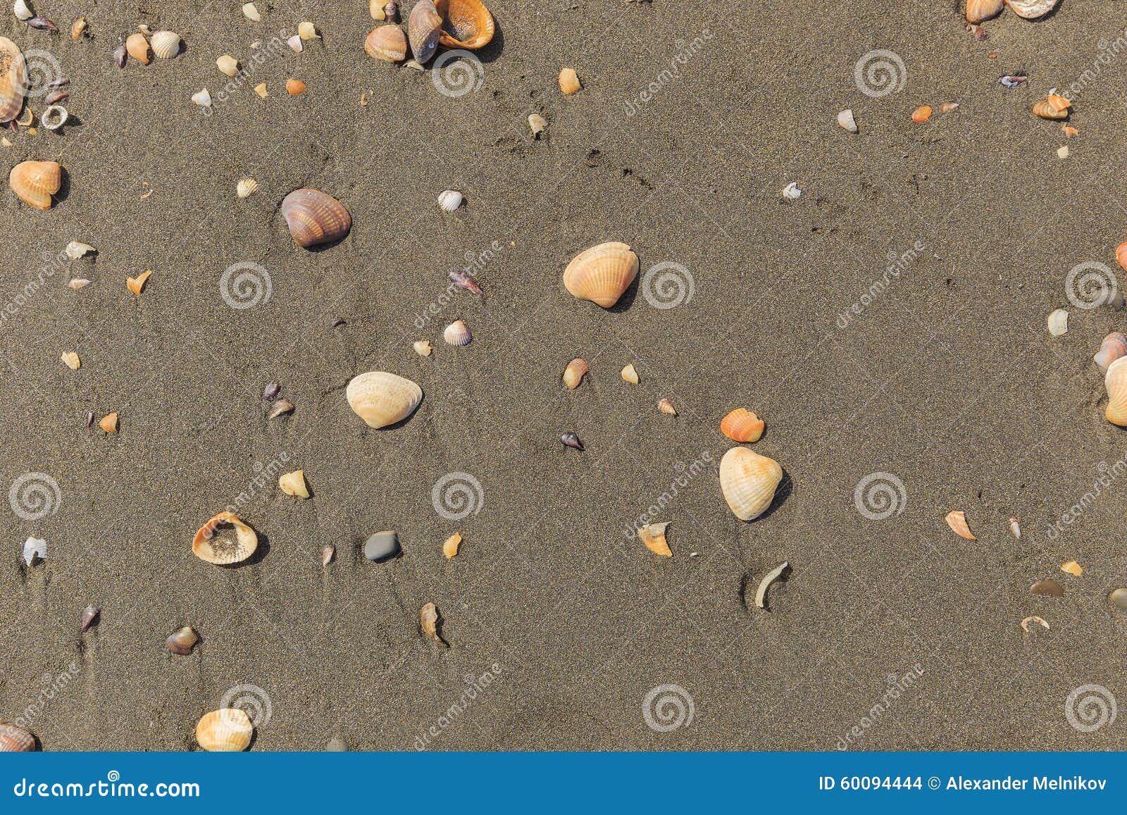 Beach sand with shells stock photo. Image of objects - 60094444