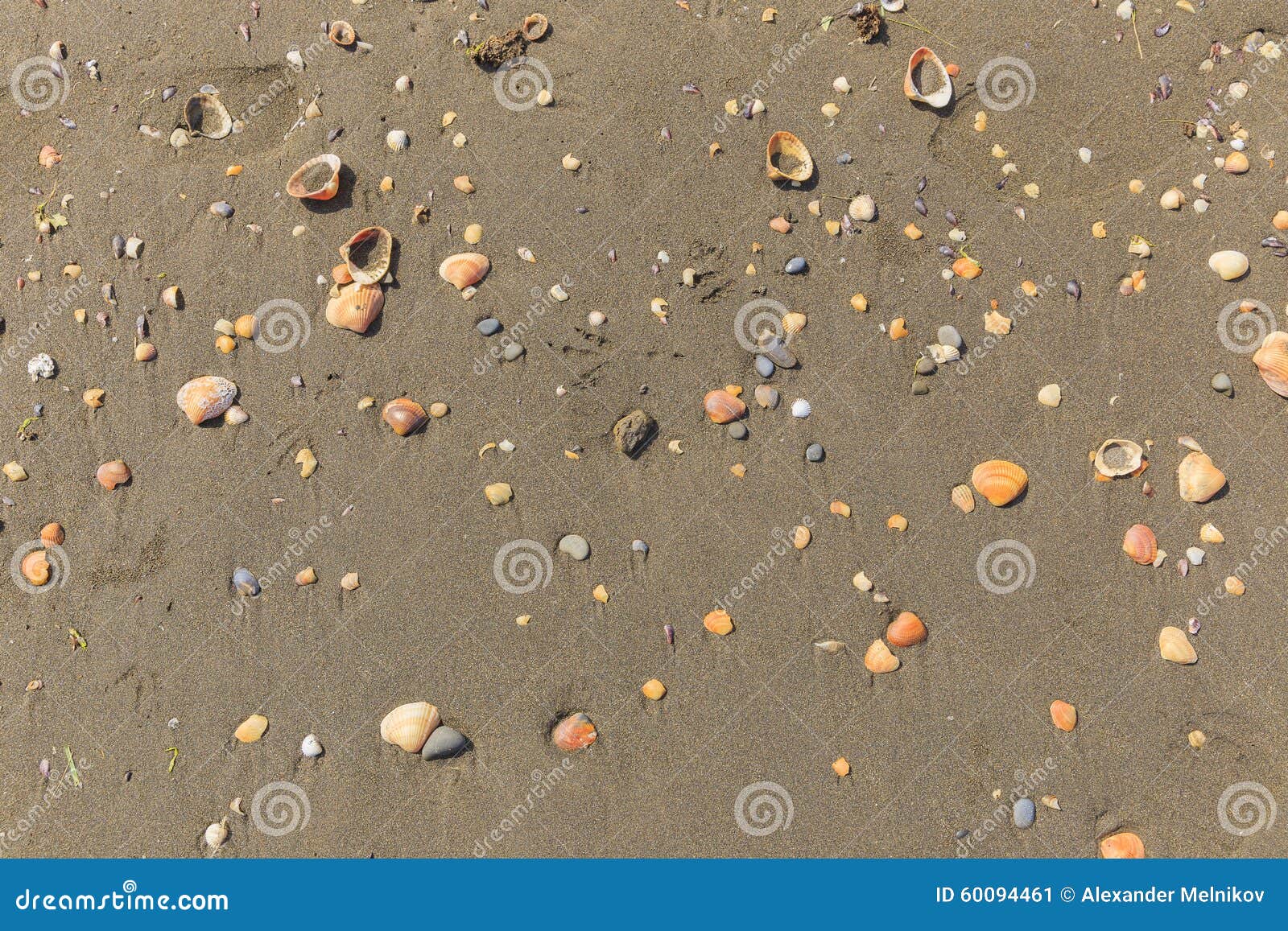 Beach sand with shells stock image. Image of beautiful - 60094461