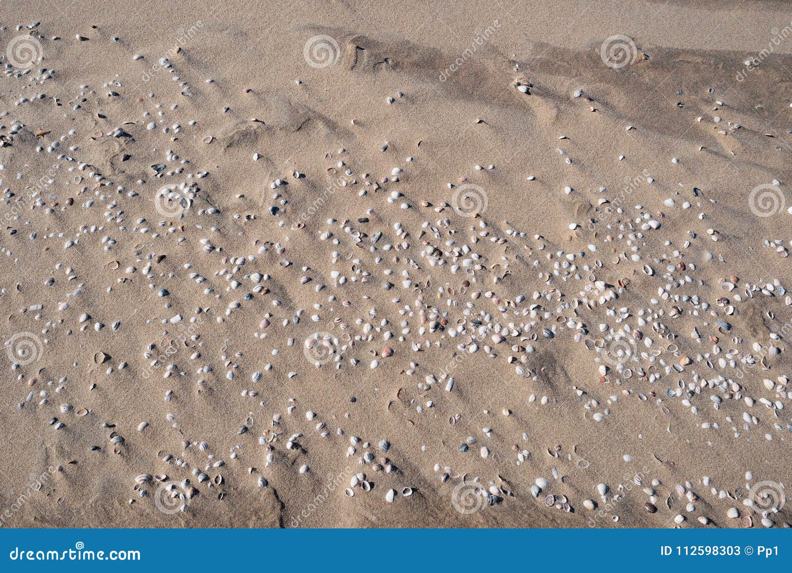 Beach Sand Shells Ocean Texture Pattern Desert Stock Image - Image of ...