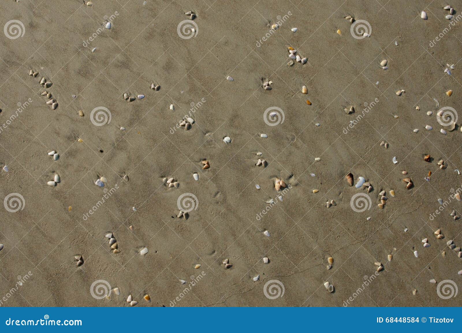 Beach stock photo. Image of fine, beach, sand, shells - 68448584