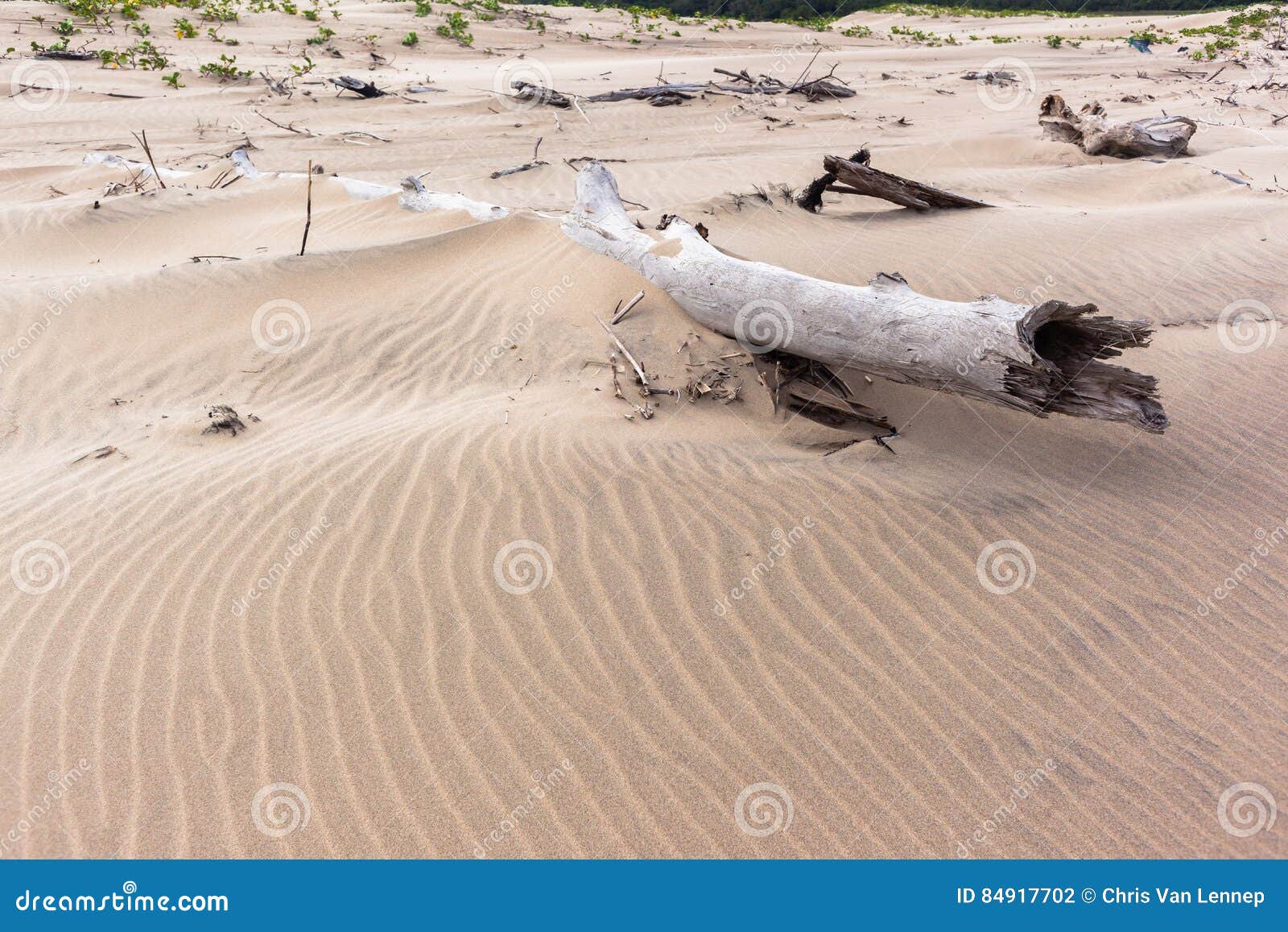 Beach Sands Rotten Trees Textures Stock Photo - Image of trees, beach ...