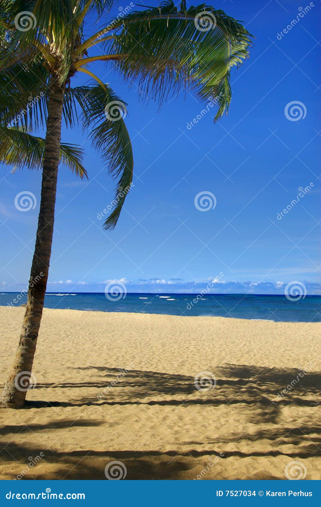 Beach Scene with Sand stock photo. Image of tree, swimming - 7527034