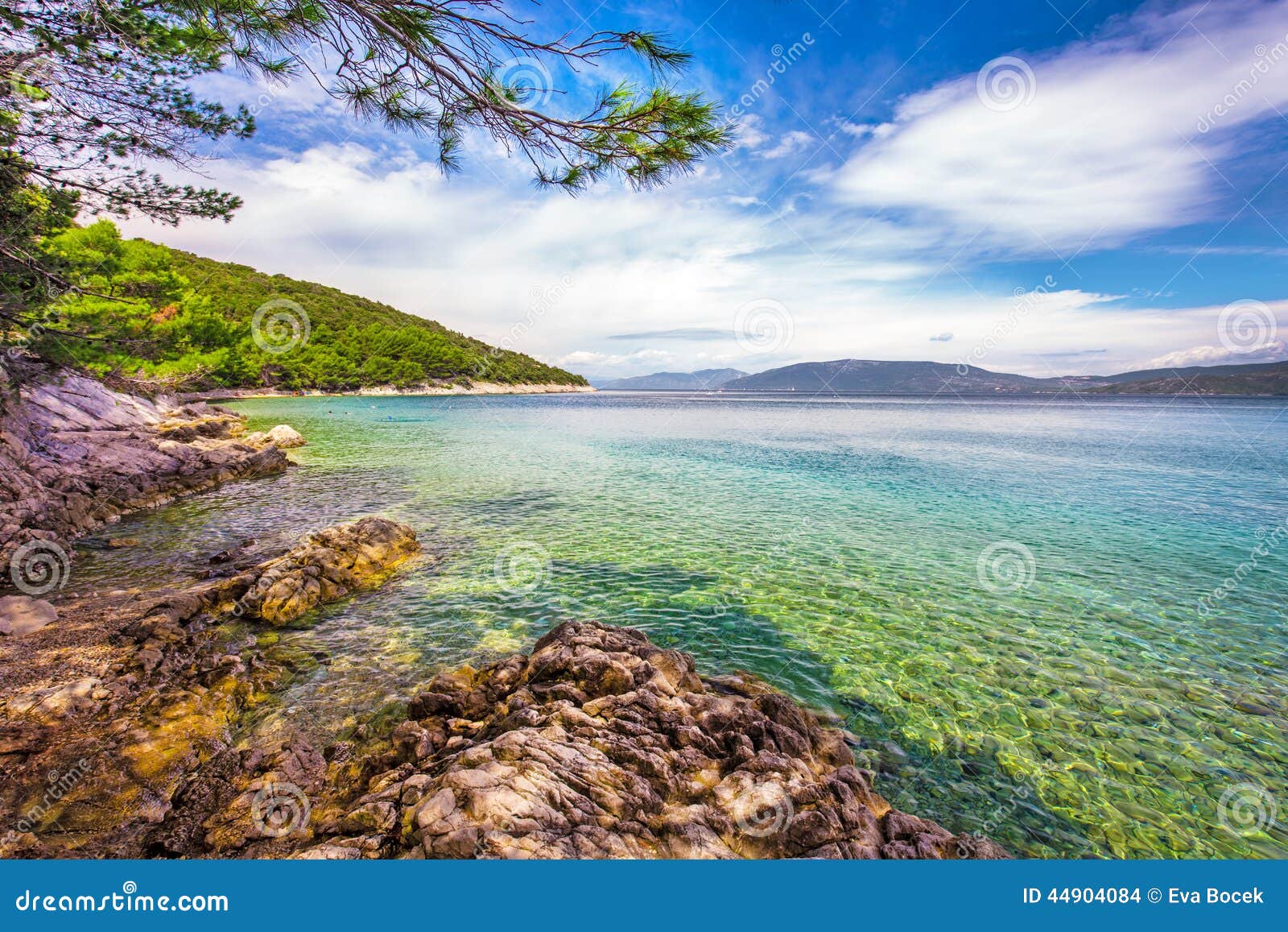 Beach Scenery with Pine Tree in Croatia, Istria, Europe Stock Photo ...