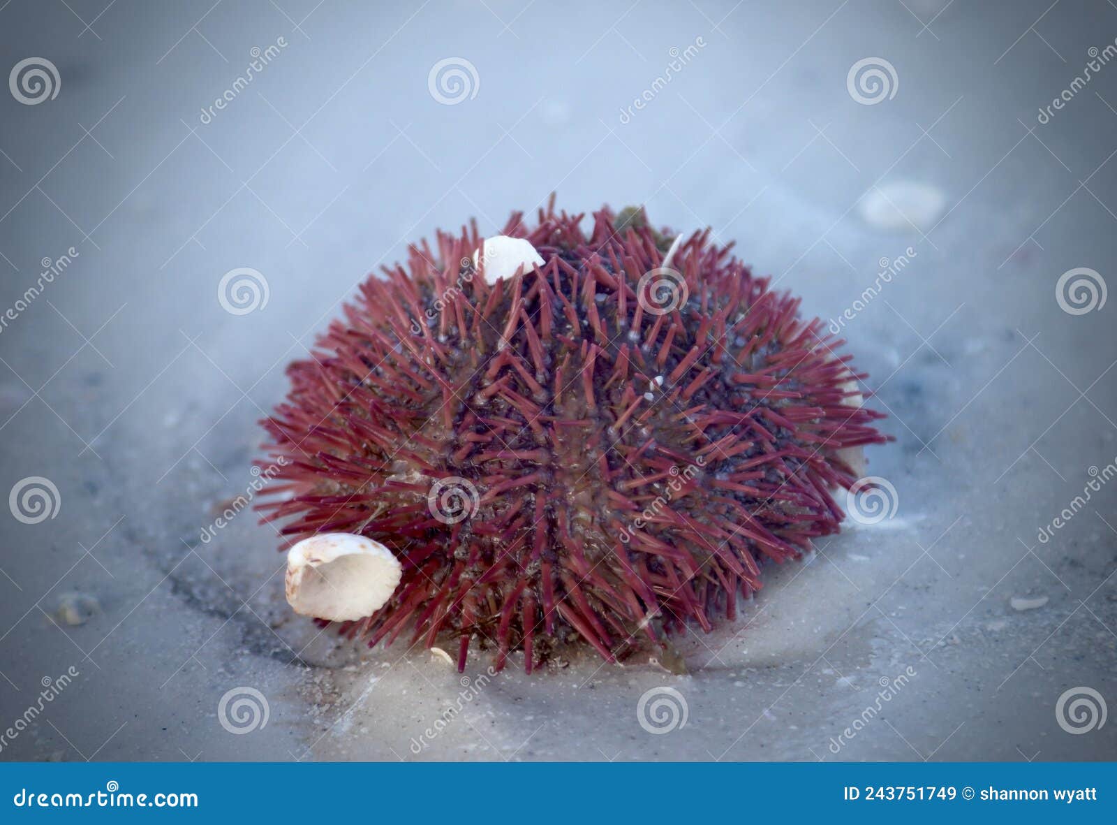 Sea Anemone stock image. Image of life, ocean, anemone - 243751749