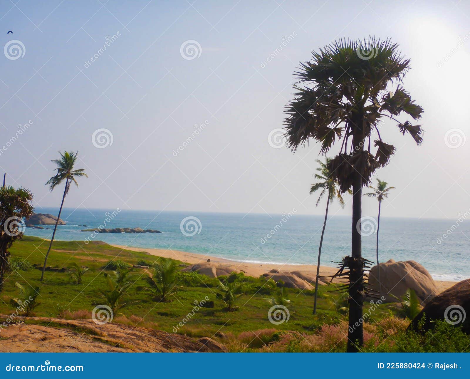 Beach and Sea with Palmyra Palm Tree and Coconut Trees Stock Photo ...