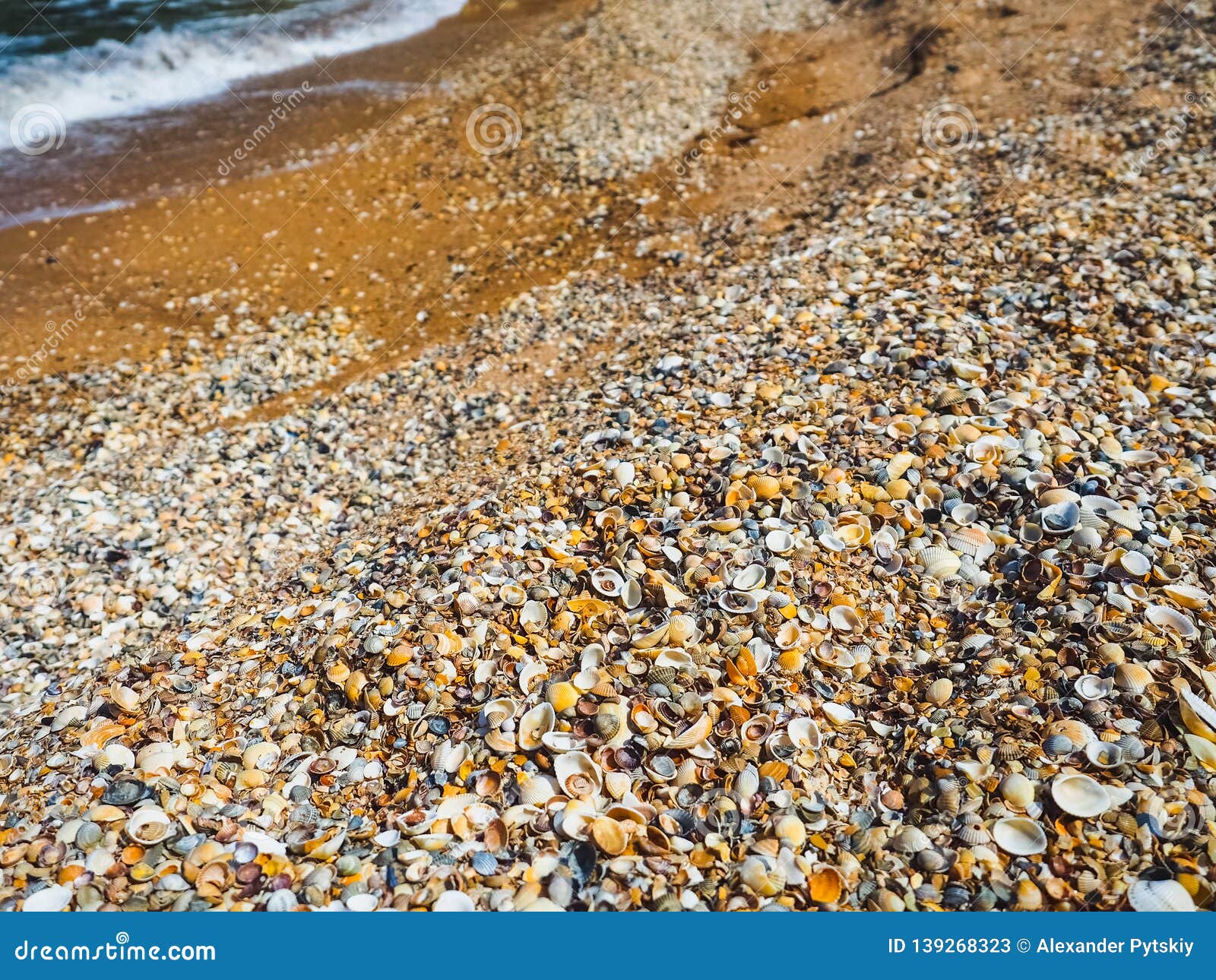 The Beach on the Sea of Seashells. Background of Seashells Stock Image ...