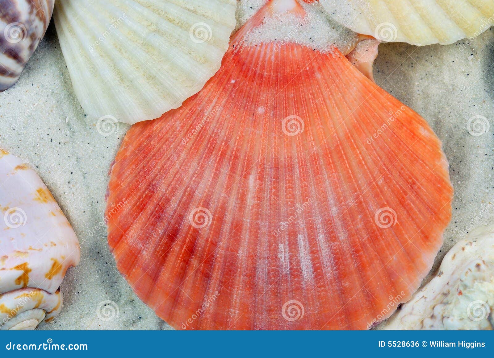 Beach sea shells stock photo. Image of traveling, souvenir - 5528636