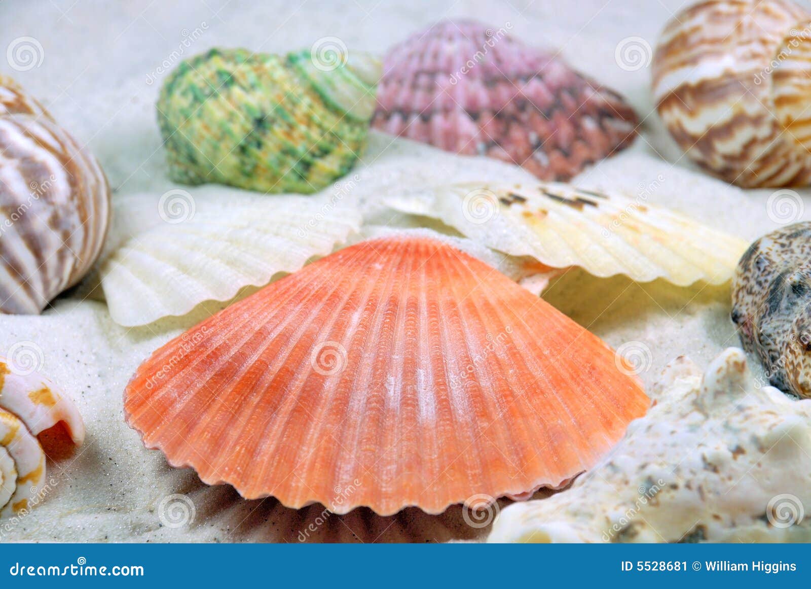 Beach sea shells stock image. Image of tropical, tropics - 5528681