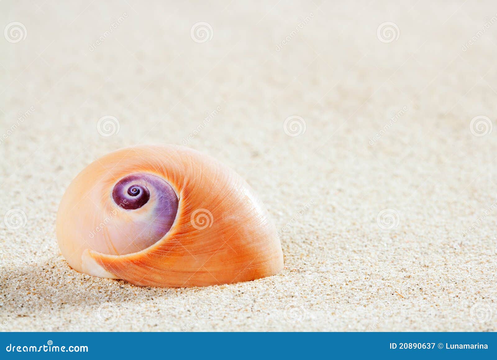 Beach Sea Snail Tropical White Sand Closeup Macro Stock Image - Image ...