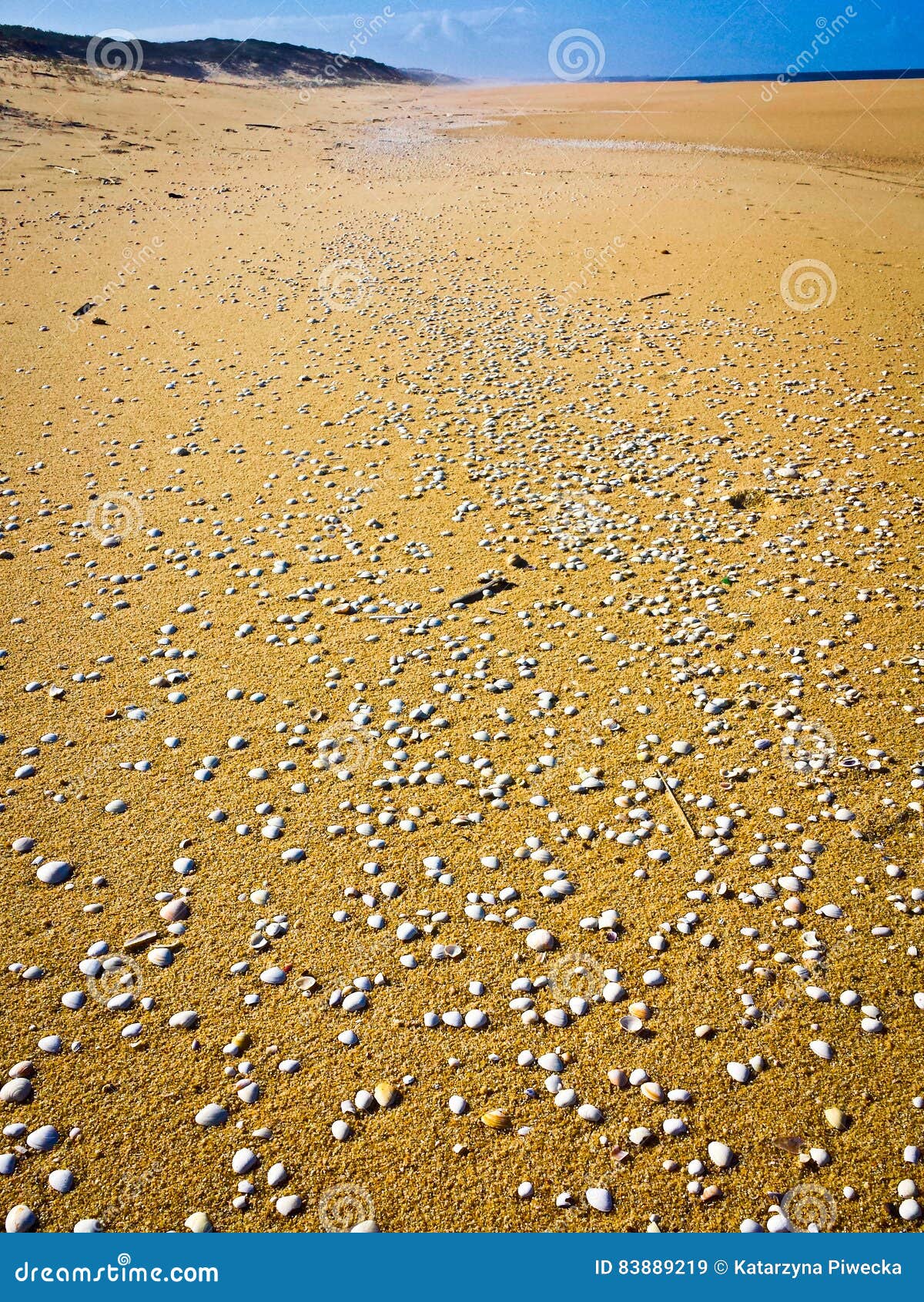 Beach Seascape with Shells, Portugal Stock Image - Image of nature ...