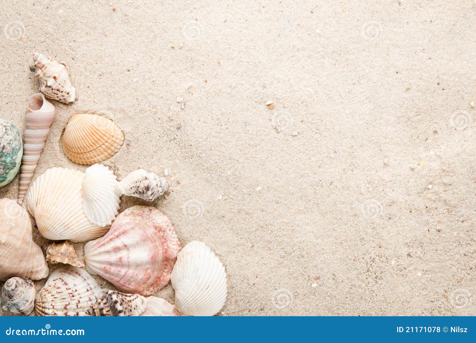 Beach with Seashell and Sand Stock Photo - Image of sand, coast: 21171078