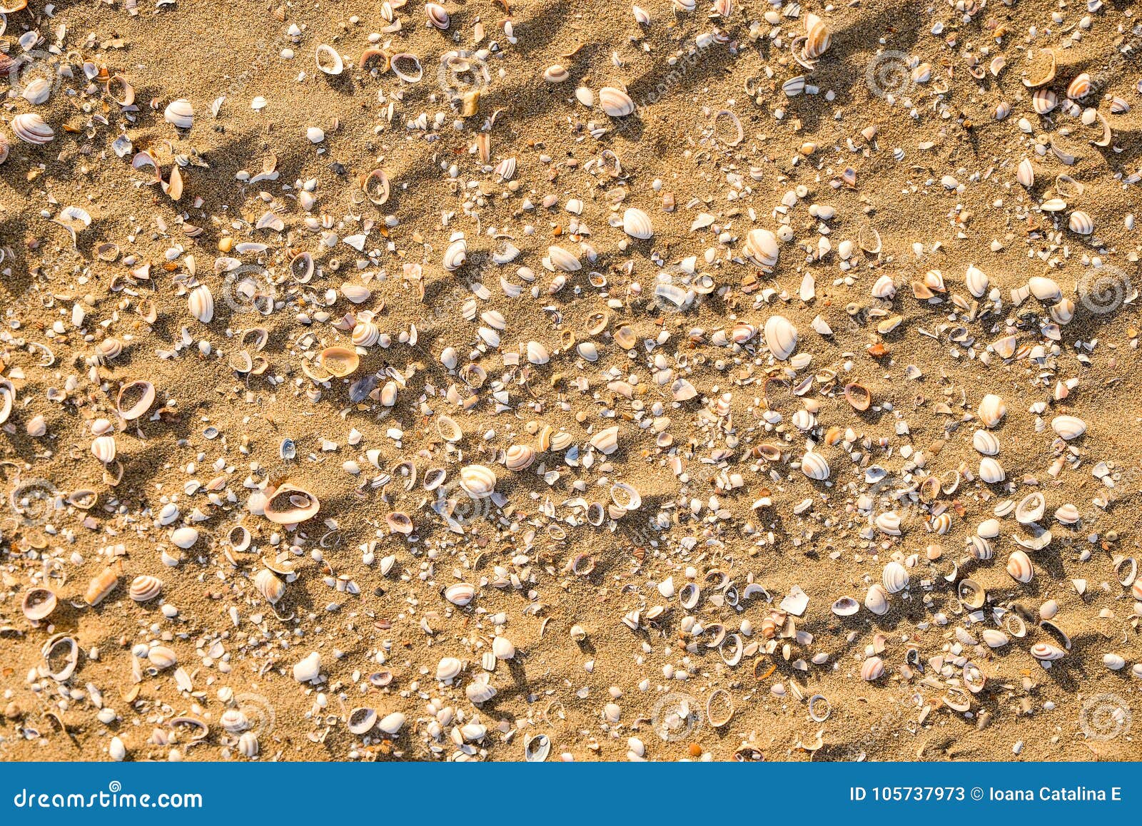 Realistic Sea Shells on a Beach. Texture Concept Stock Image - Image of ...