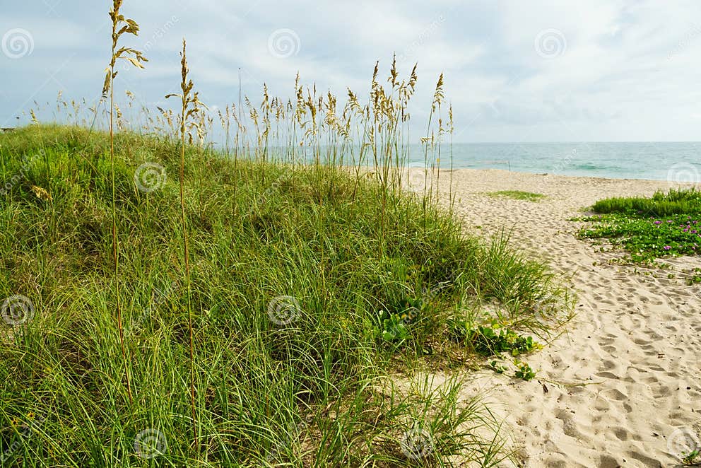 Beach at Sebastian Inlet stock photo. Image of summer - 42637058